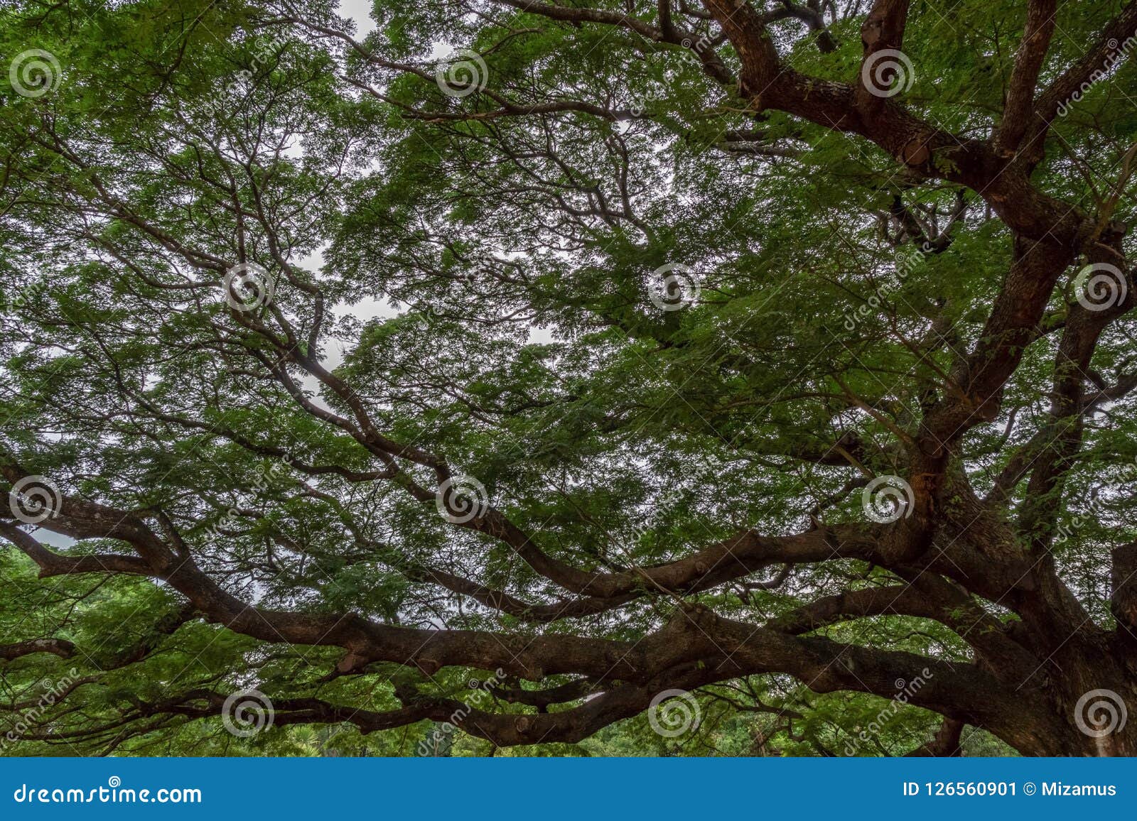Giant Monkey Pod Tree stock image. Image of giant, green - 126560901