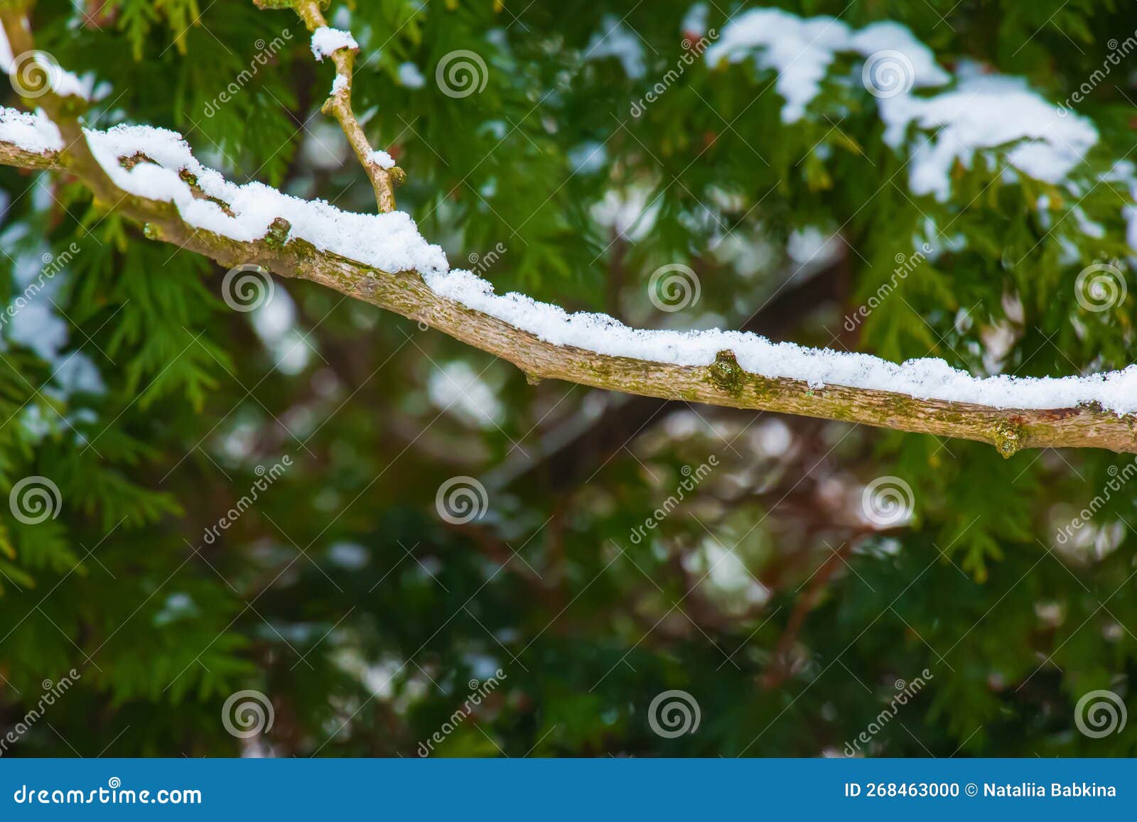 Branches of Ginkgo Biloba in Winter. the Branches of a Tree without ...