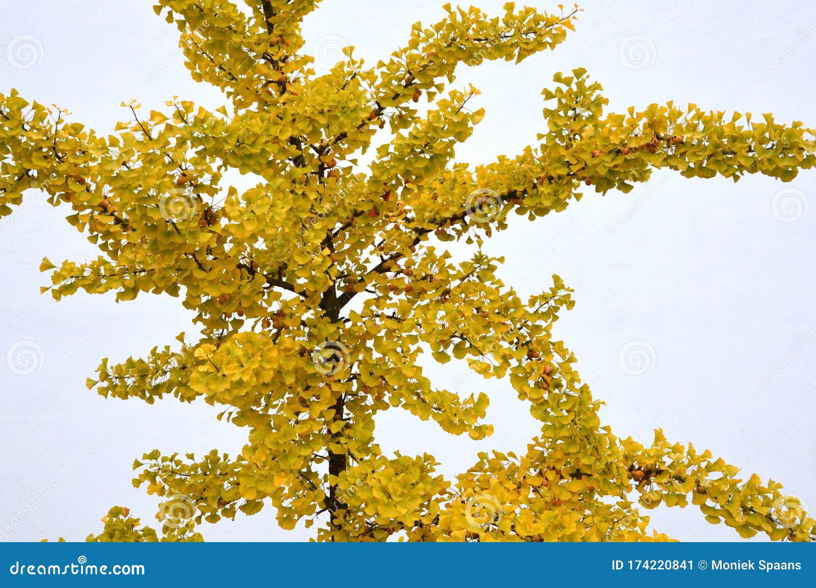 Branches of a Ginko Tree in Yellow Autumn Colors Stock Image - Image of ...