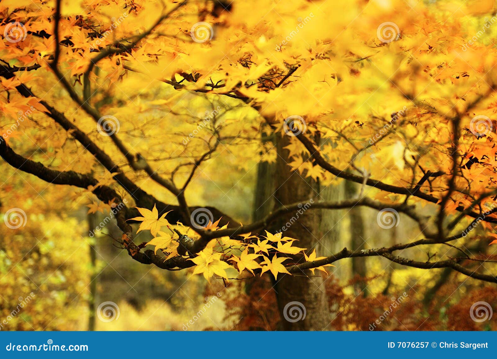 Golden Leaves Of Tree Stock Photography | CartoonDealer.com #212804690