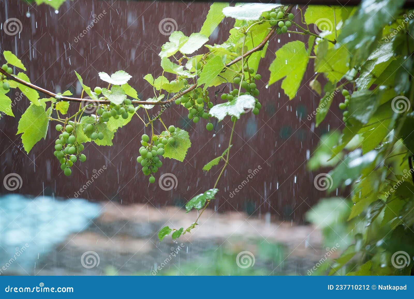 Branches of Grapes in the Rain Stock Photo - Image of beauty, rain ...