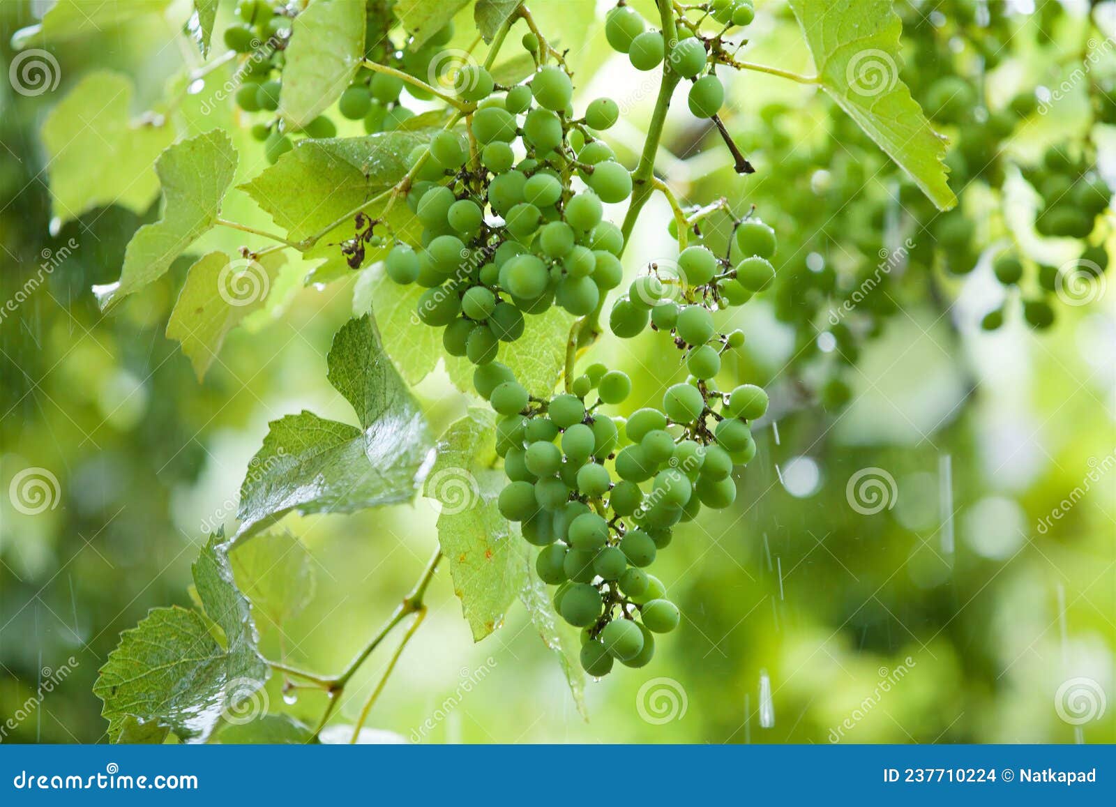 Branches of Grapes in the Rain Stock Photo - Image of abstract, green ...