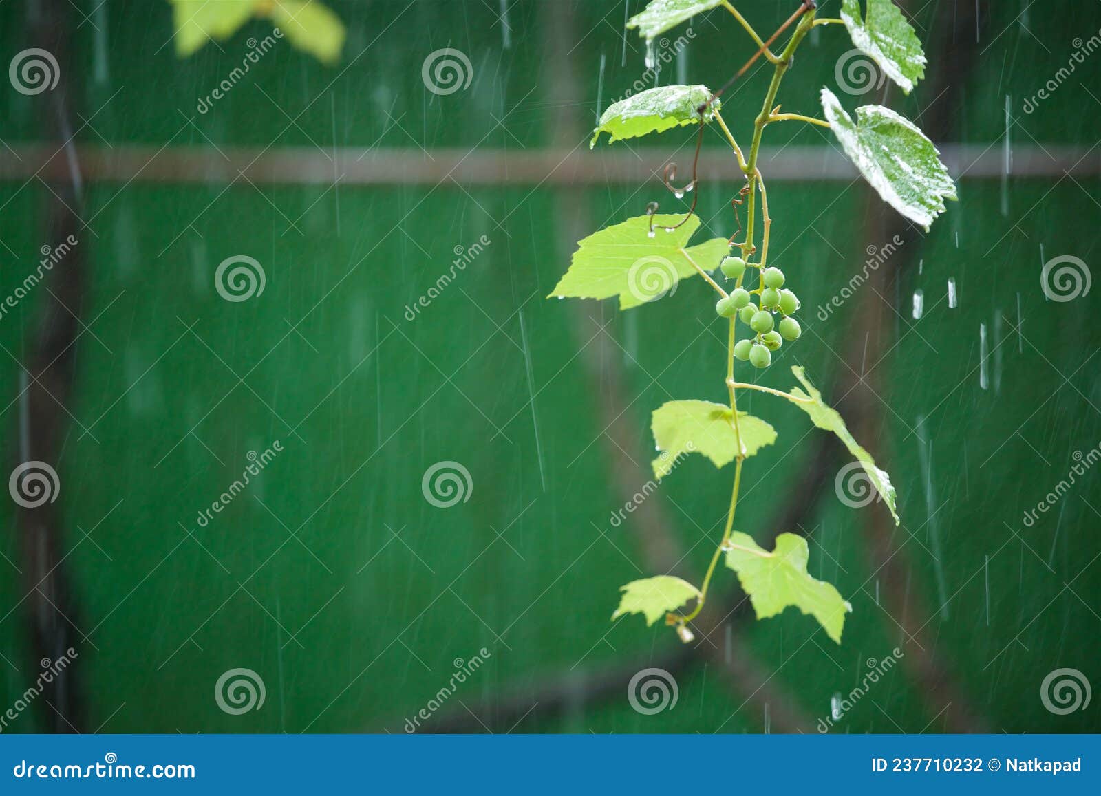 Branches of Grapes in the Rain Stock Photo - Image of leaf, leaves ...
