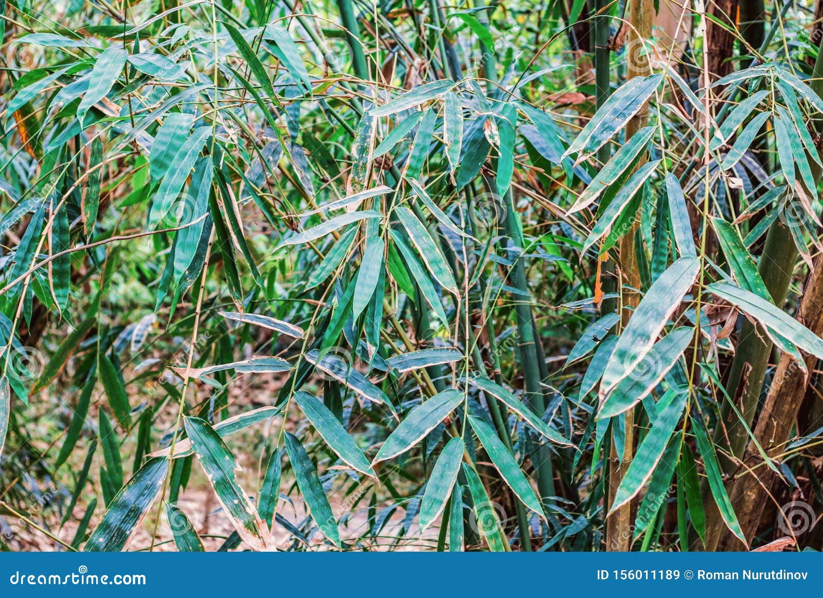 Branches with Green Bamboo Tree Leaves Stock Image - Image of nature ...