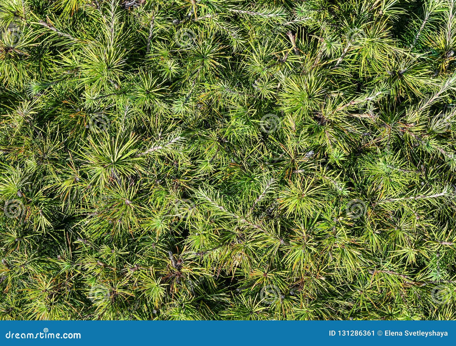 Branches of Green Conifer Close Up. Forest Background. Natural Template ...