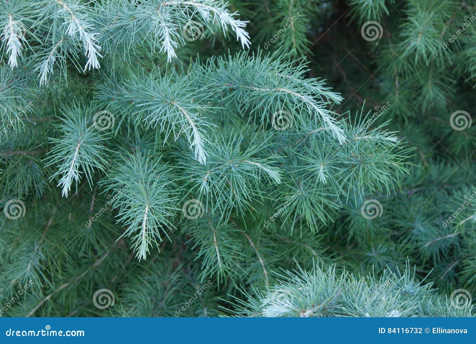 Branches of Green Conifer Nature Texture Stock Photo - Image of ...