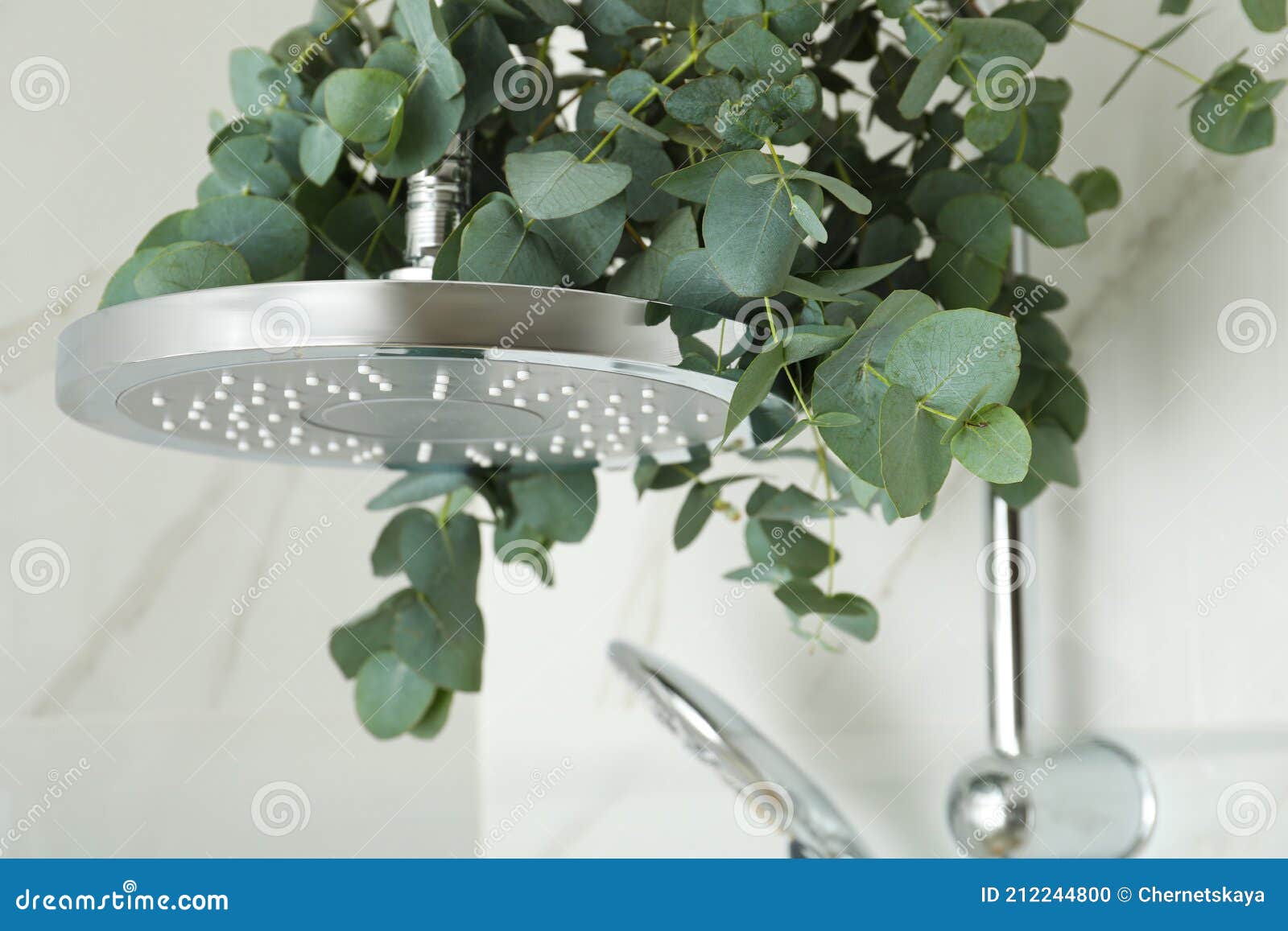Branches with Green Eucalyptus Leaves in Shower Stock Photo - Image of ...