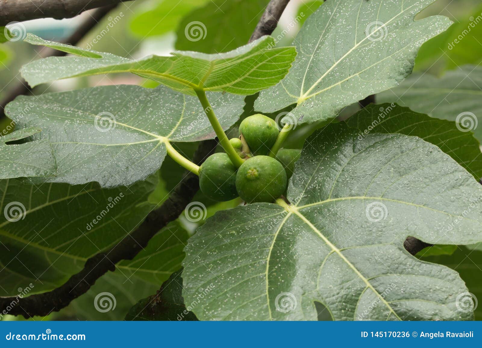 Branches of green Fig Tree stock photo. Image of leaf - 145170236
