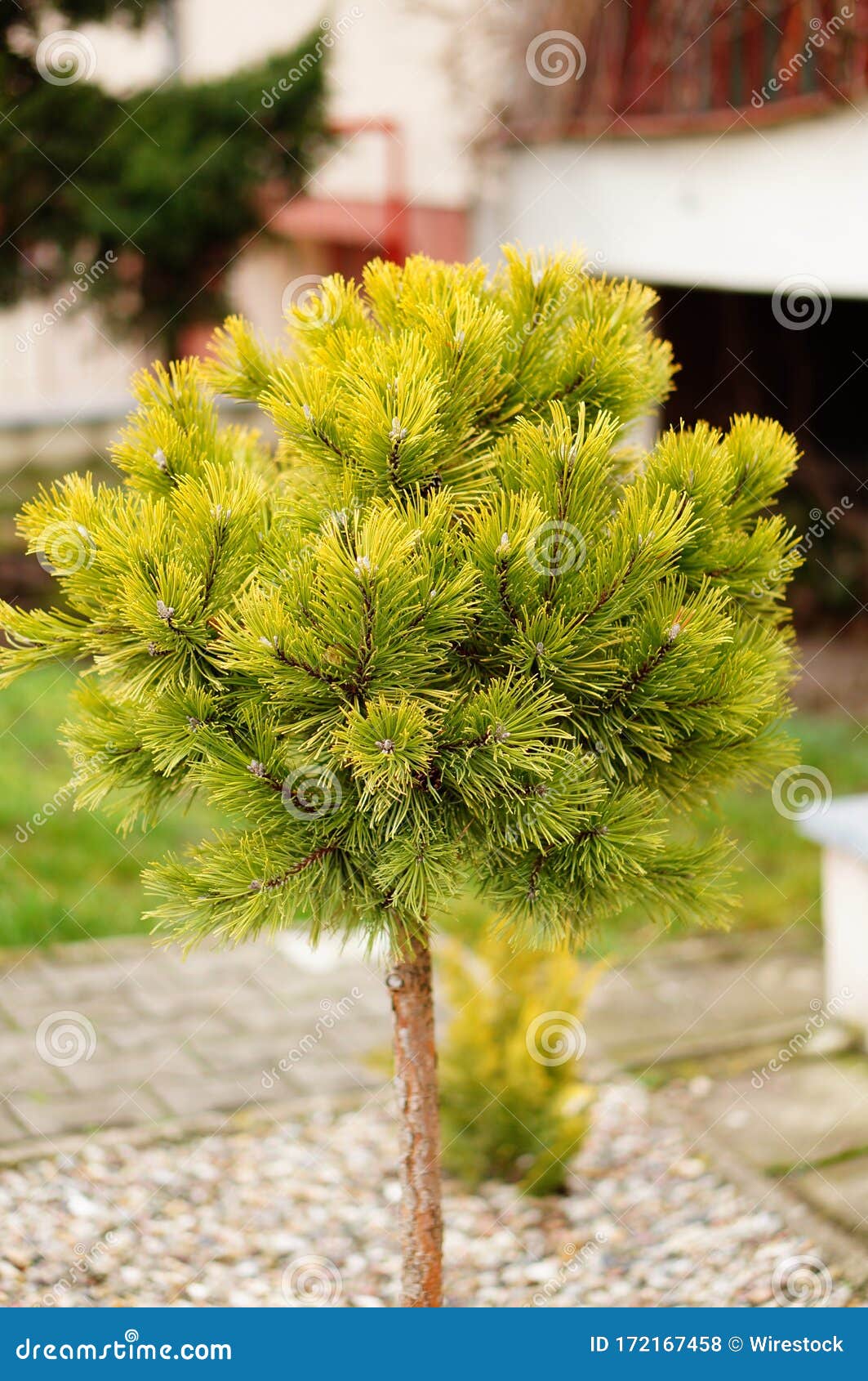 Branches of a Green Fir Tree during the Daytime Stock Photo - Image of ...
