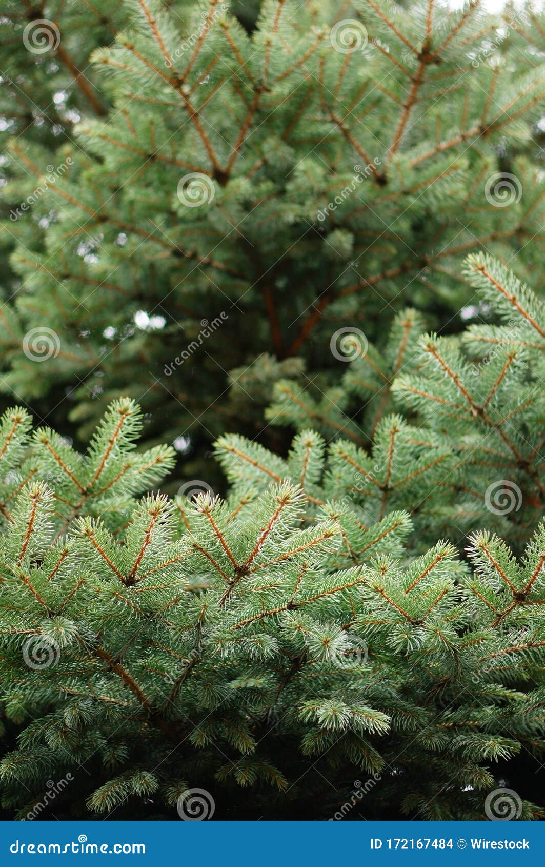Branches of a Green Fir Tree during the Daytime Stock Photo - Image of ...