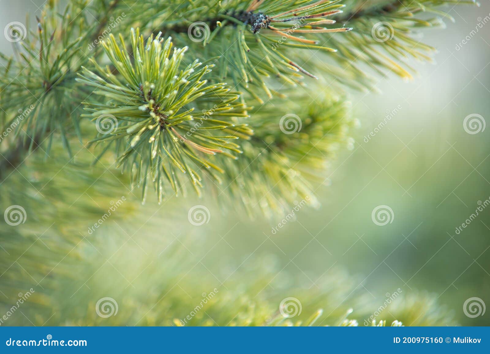 Branches of Green Fresh Pine Close-up. Natural Background Stock Photo ...