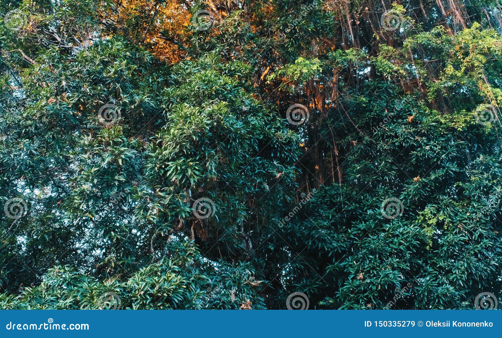 Branches with Green Leaves Background. Dense Forest Stock Image - Image ...