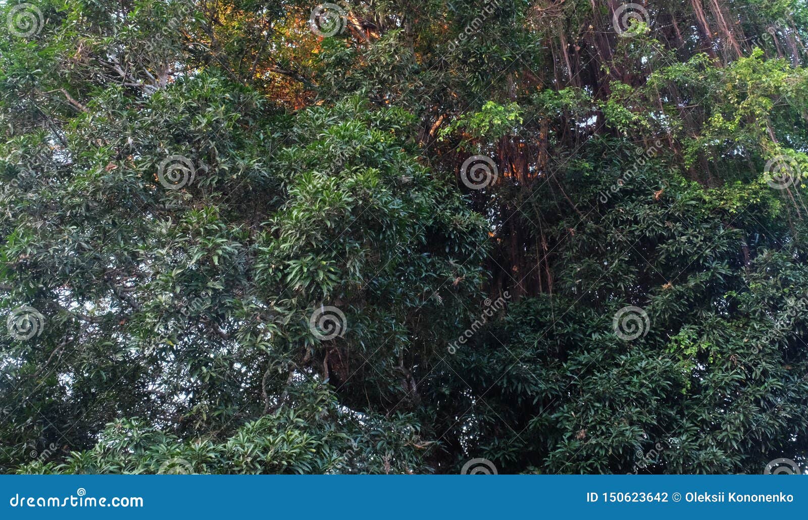 Branches with Green Leaves Background. Dense Forest Stock Photo - Image ...