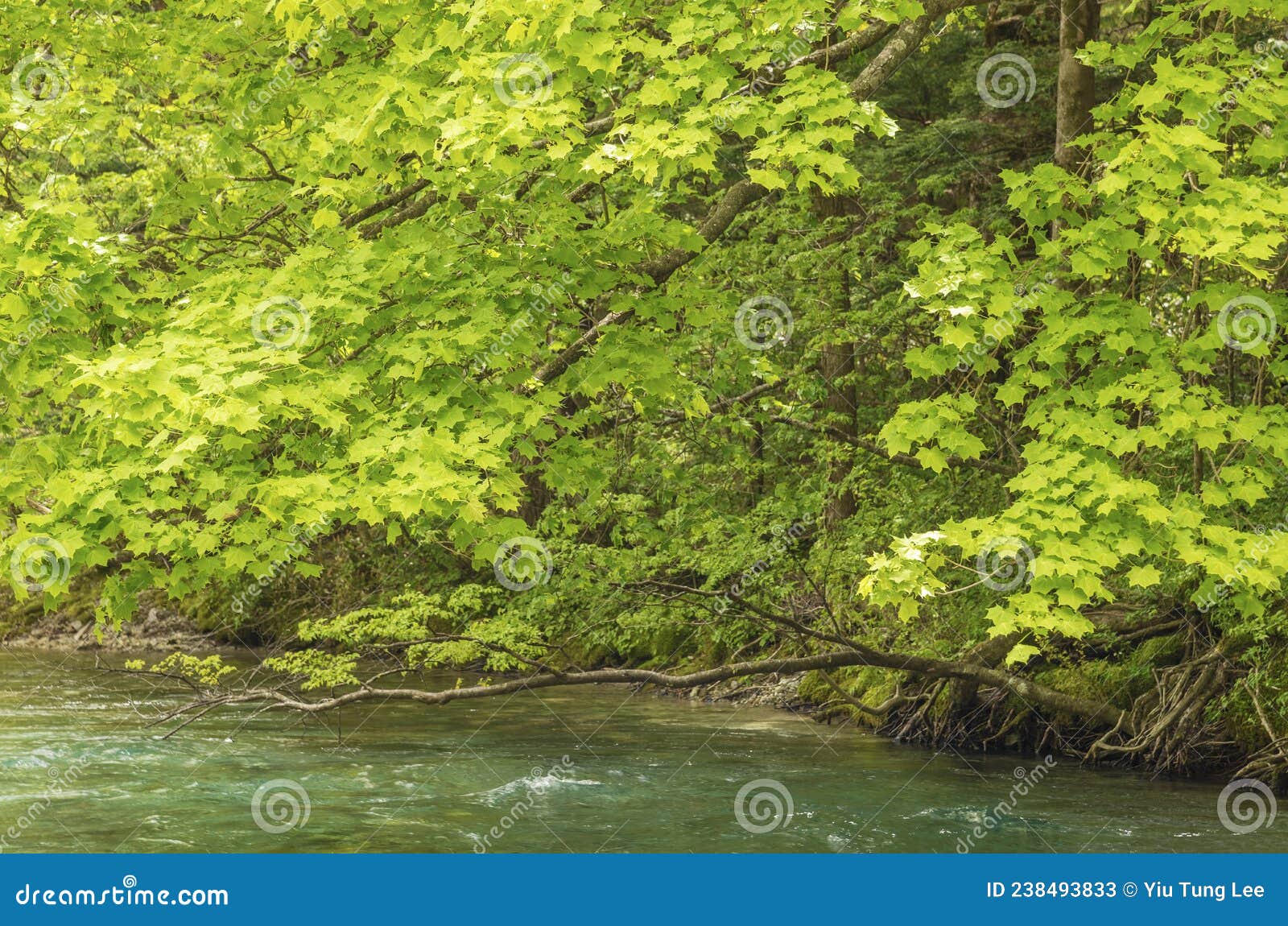 Branches with Green Leaves Over the River Water Stock Image - Image of ...