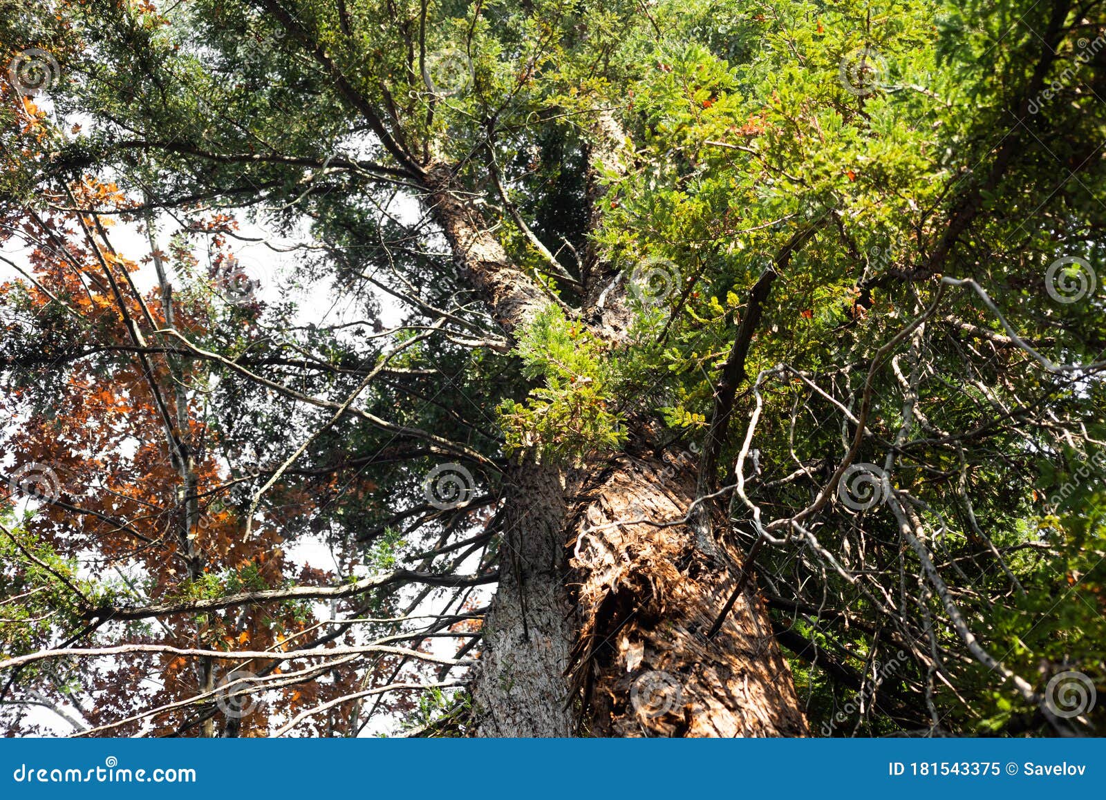 Branches with Green Leaves and Trunk of Sequoia Sempervirens Stock ...