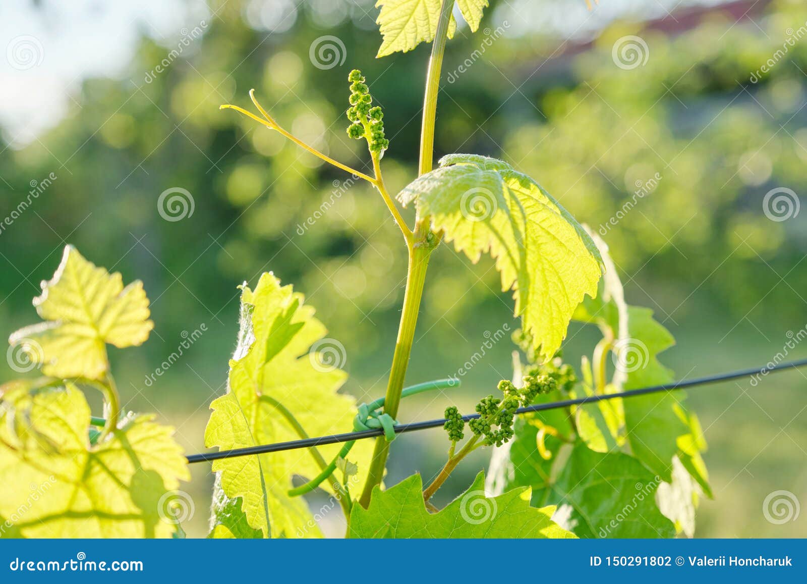 Green Leaves Vine Stock Images - Download 51,005 Royalty Free Photos