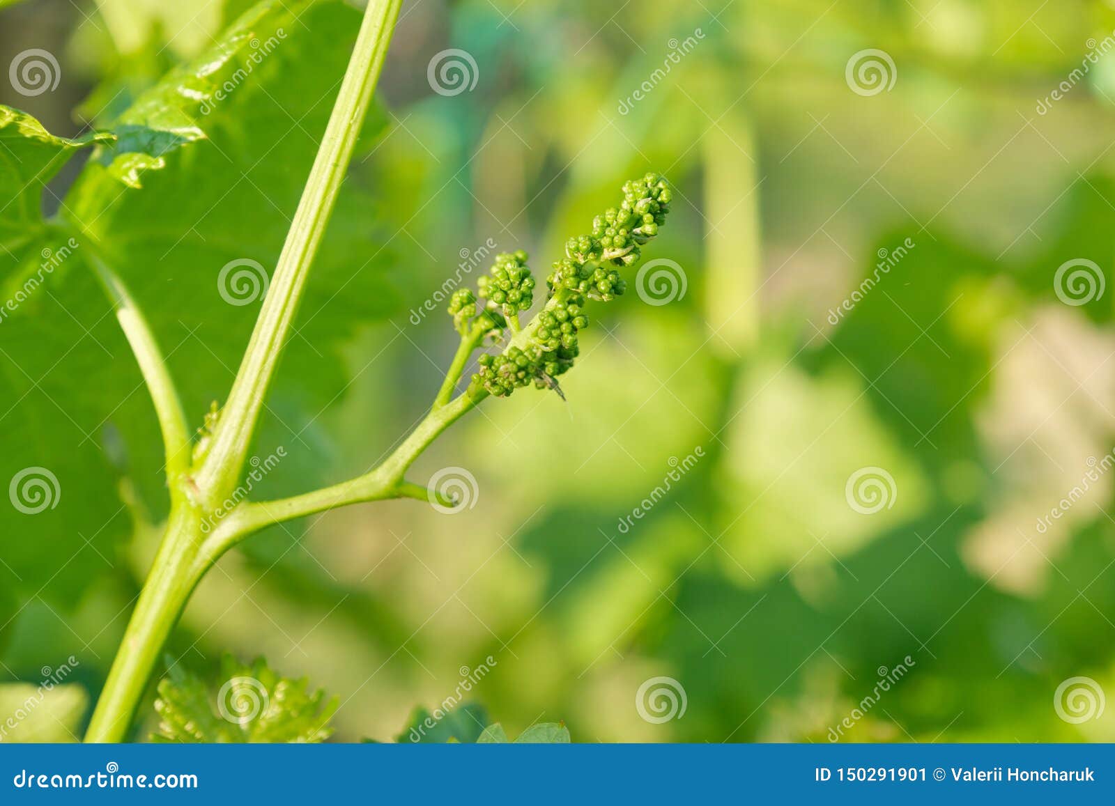 Branches of Green Leaves of Vine, Vineyard in Spring Stock Image ...