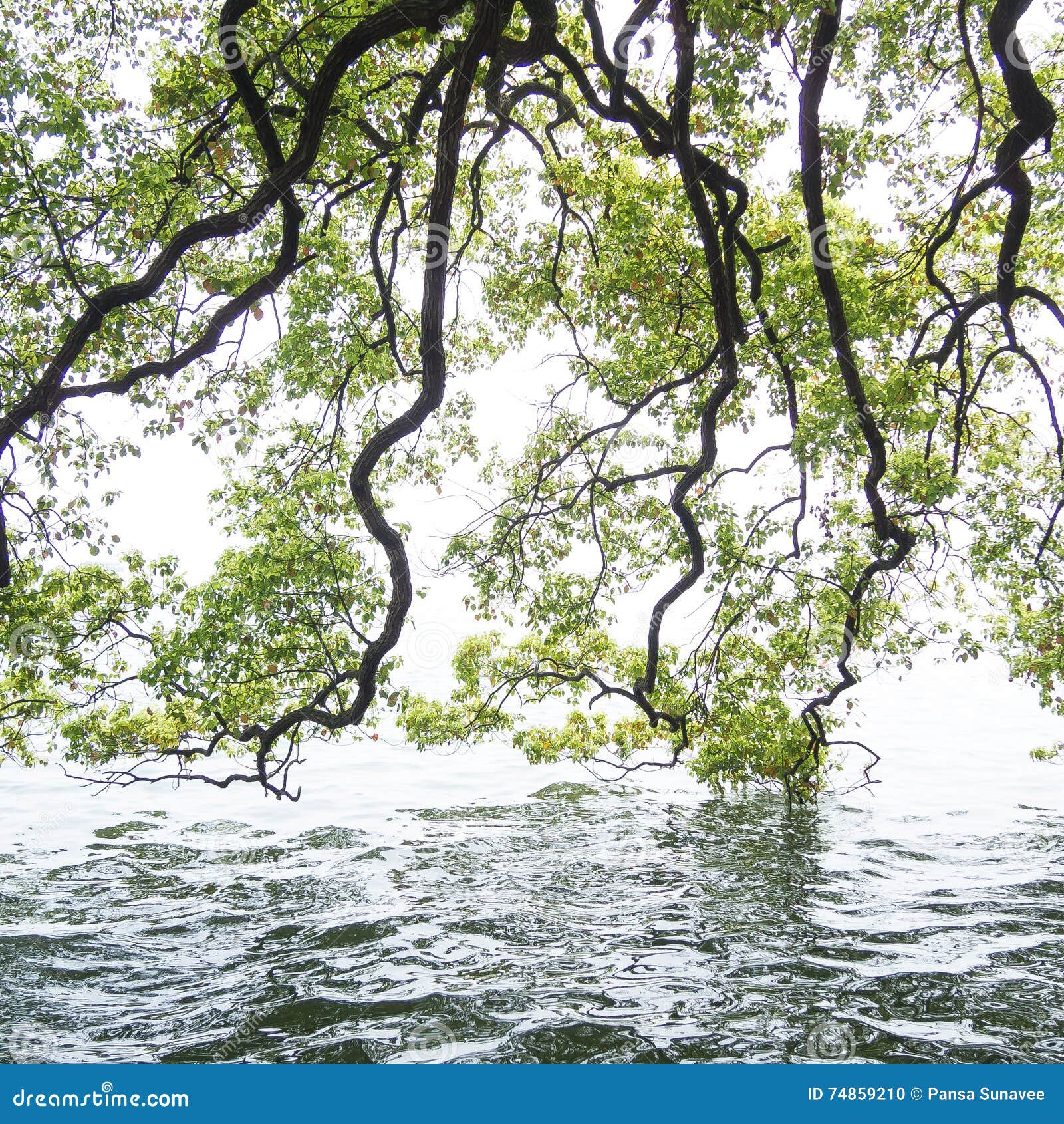 Branches of the Green Maple Trees Stock Photo - Image of garden, leaf ...