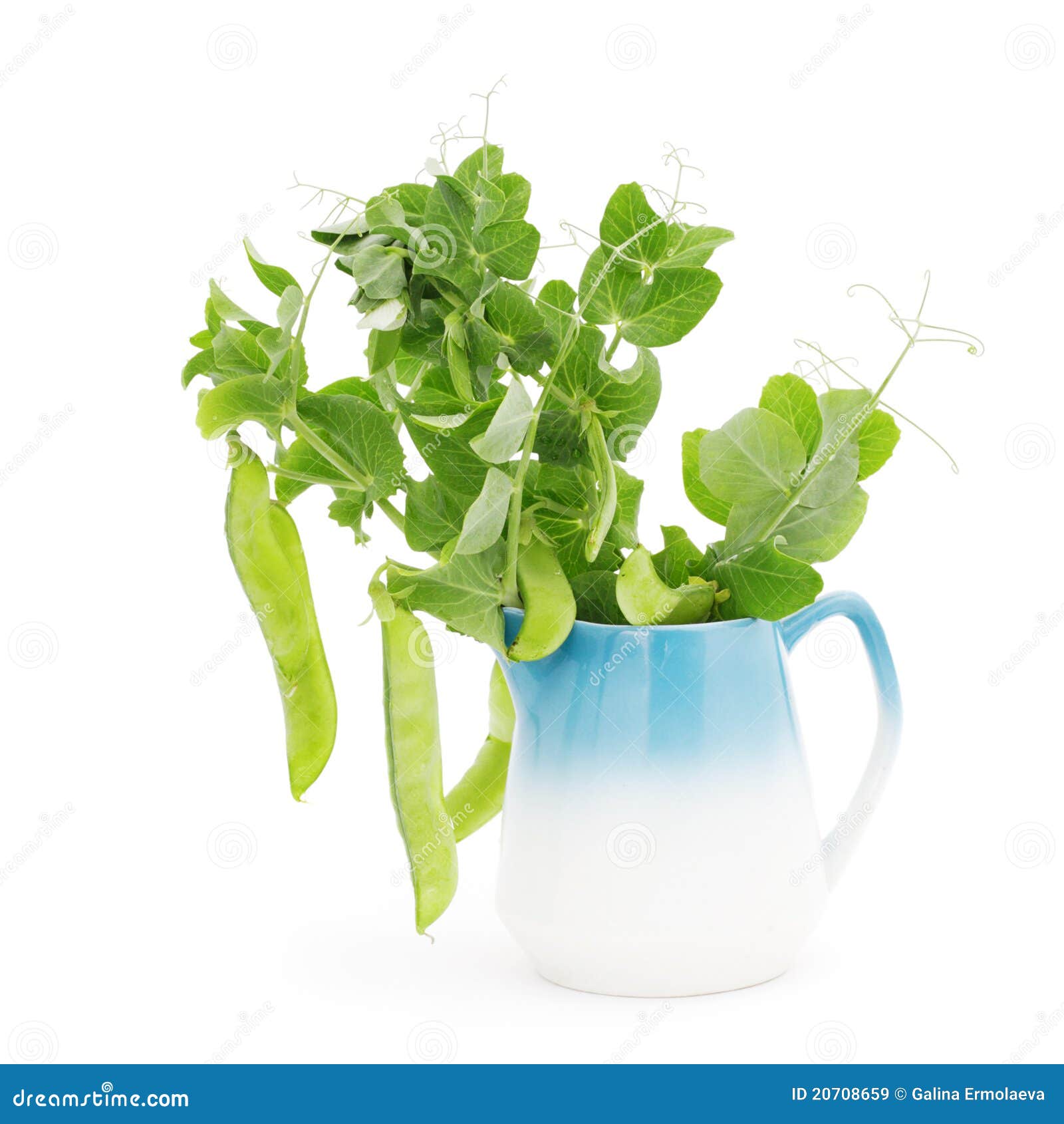 Branches of green pea stock image. Image of plant, blossom - 20708659