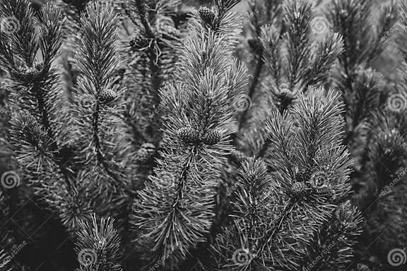 Branches of a Green Pine Tree, Close-up, Grayscale Stock Image - Image ...