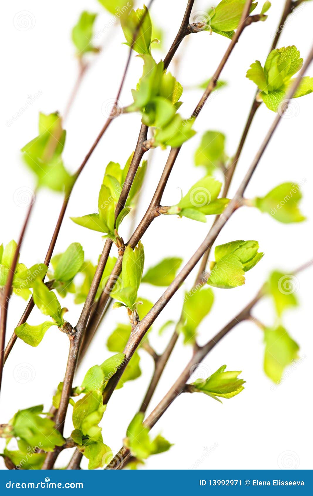 Branches with Green Spring Leaves Stock Image - Image of life, buds ...