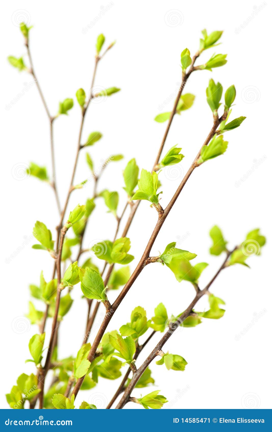 Branches with Green Spring Leaves Stock Image - Image of freshness ...