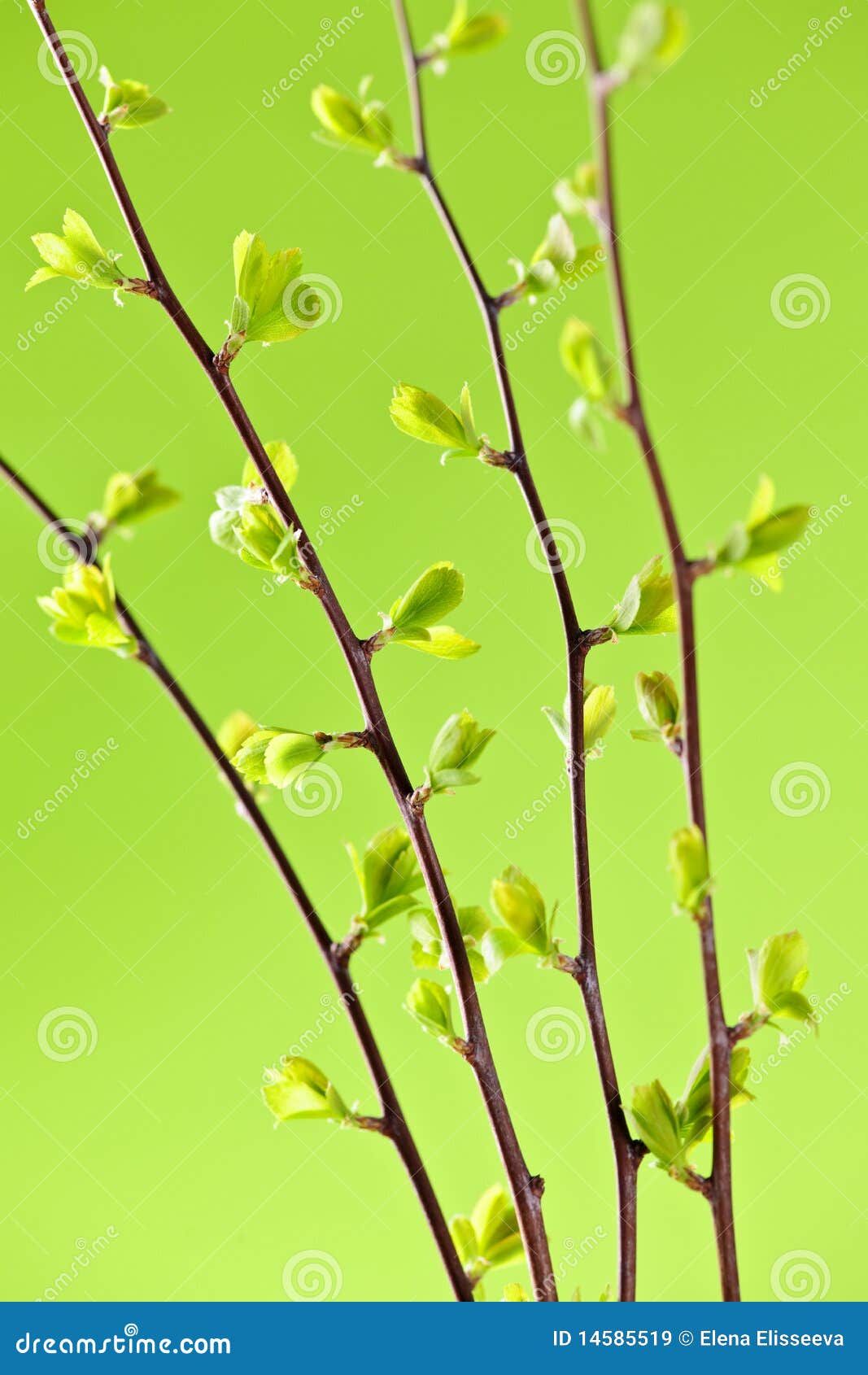 Branches with Green Spring Leaves Stock Image - Image of clean, details ...