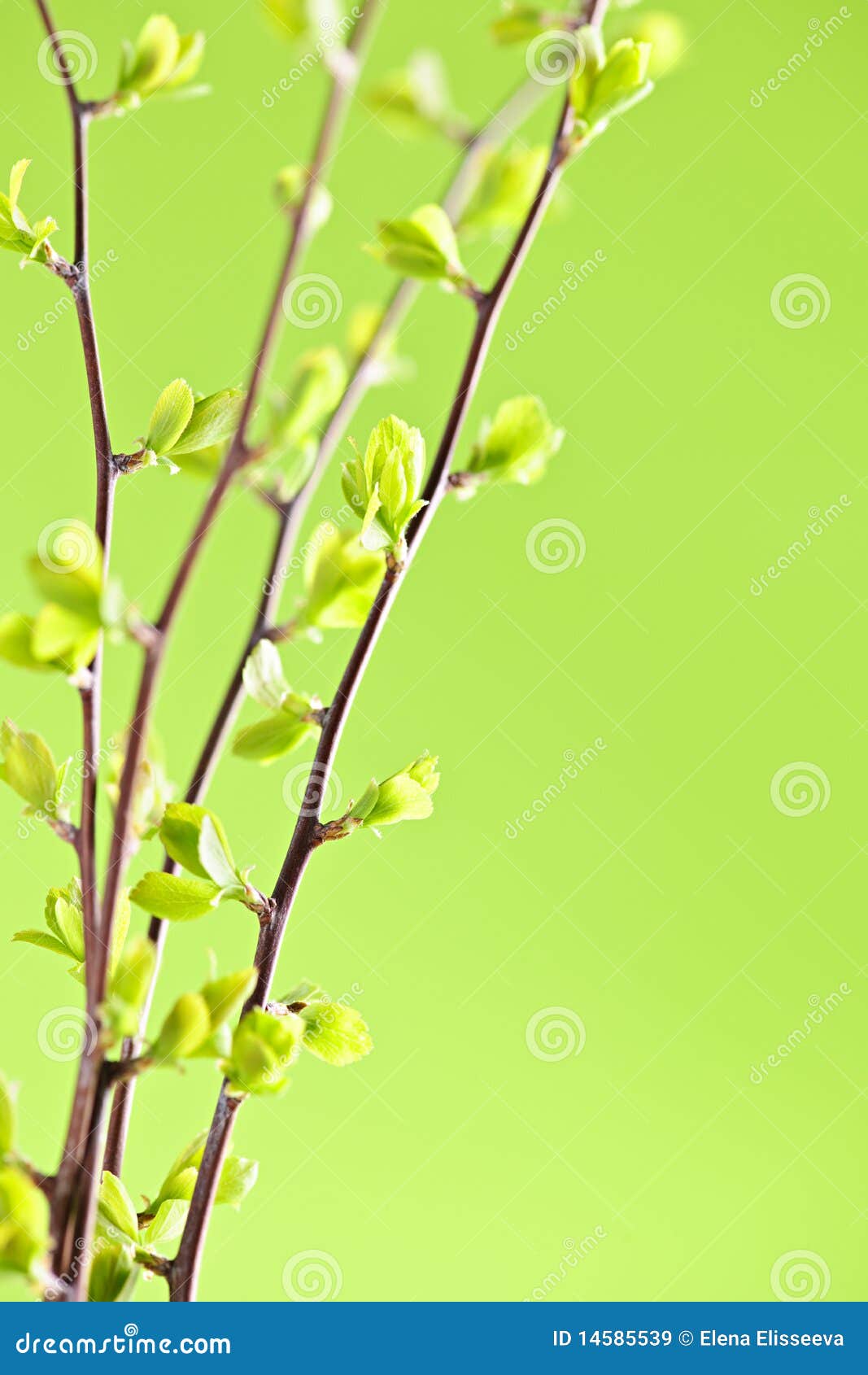 Branches with Green Spring Leaves Stock Image - Image of branch ...