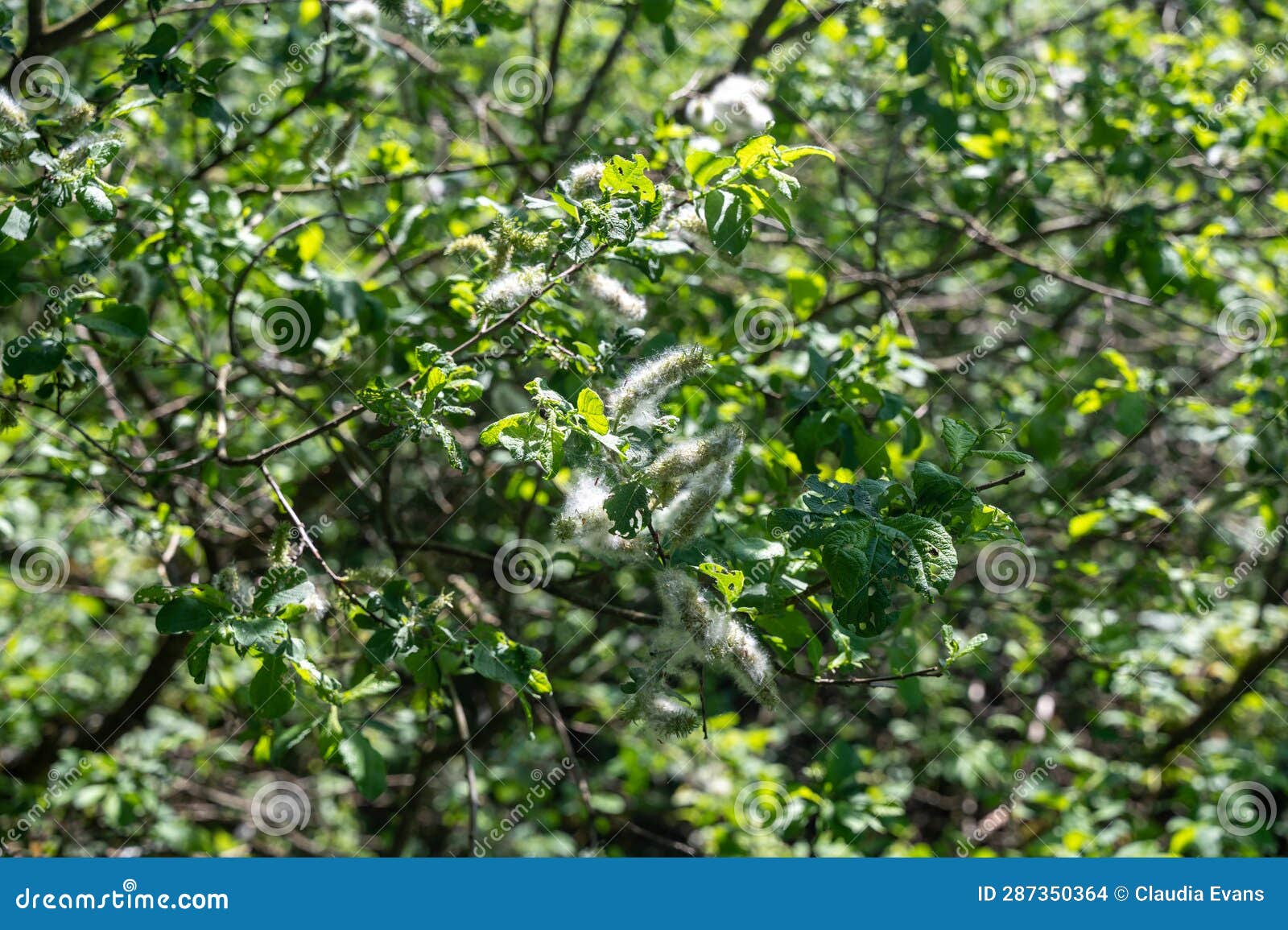 Branches on a green tree stock photo. Image of green - 287350364