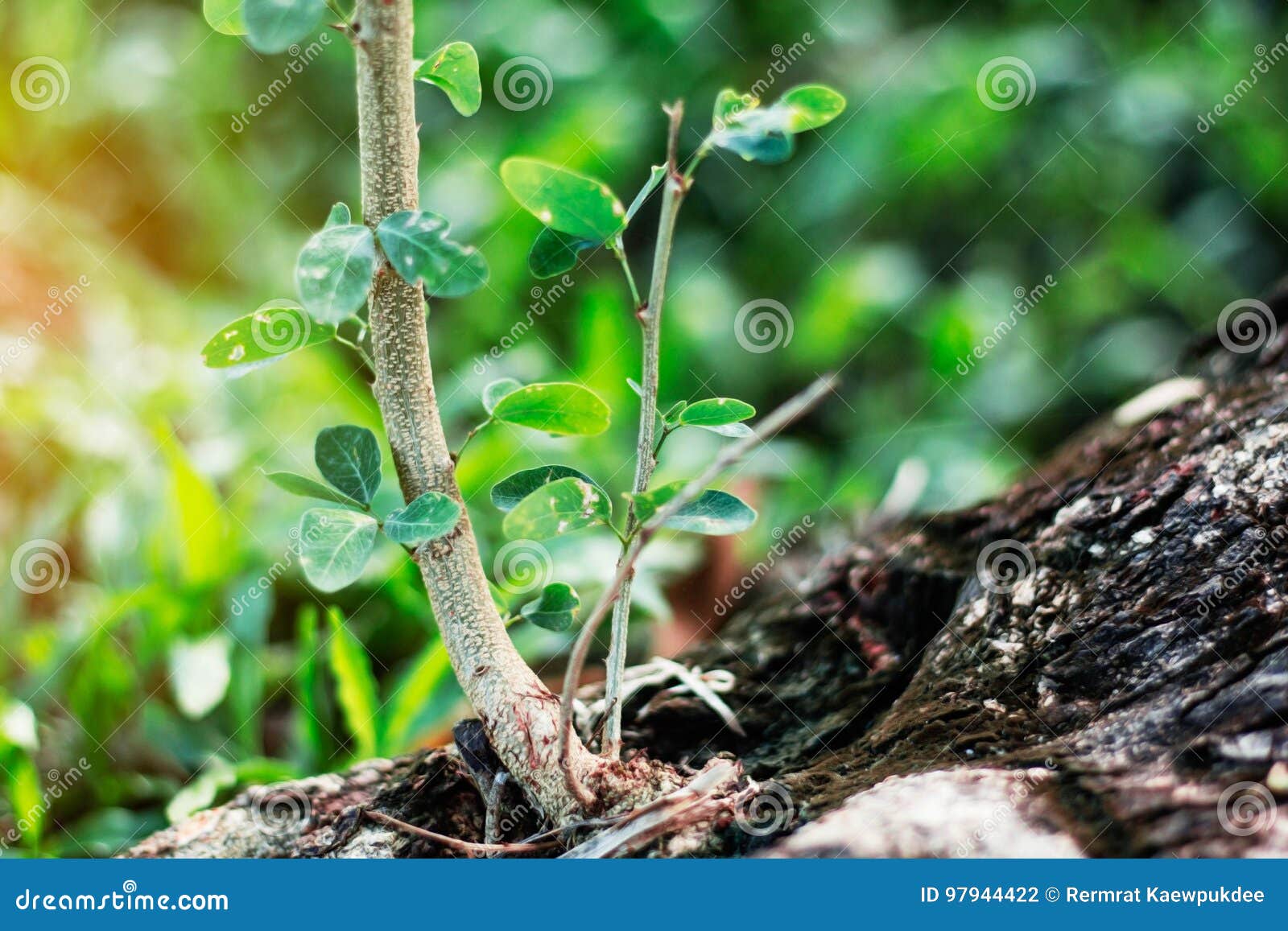 Branches are Growing on Tree. Stock Photo - Image of country, garden ...