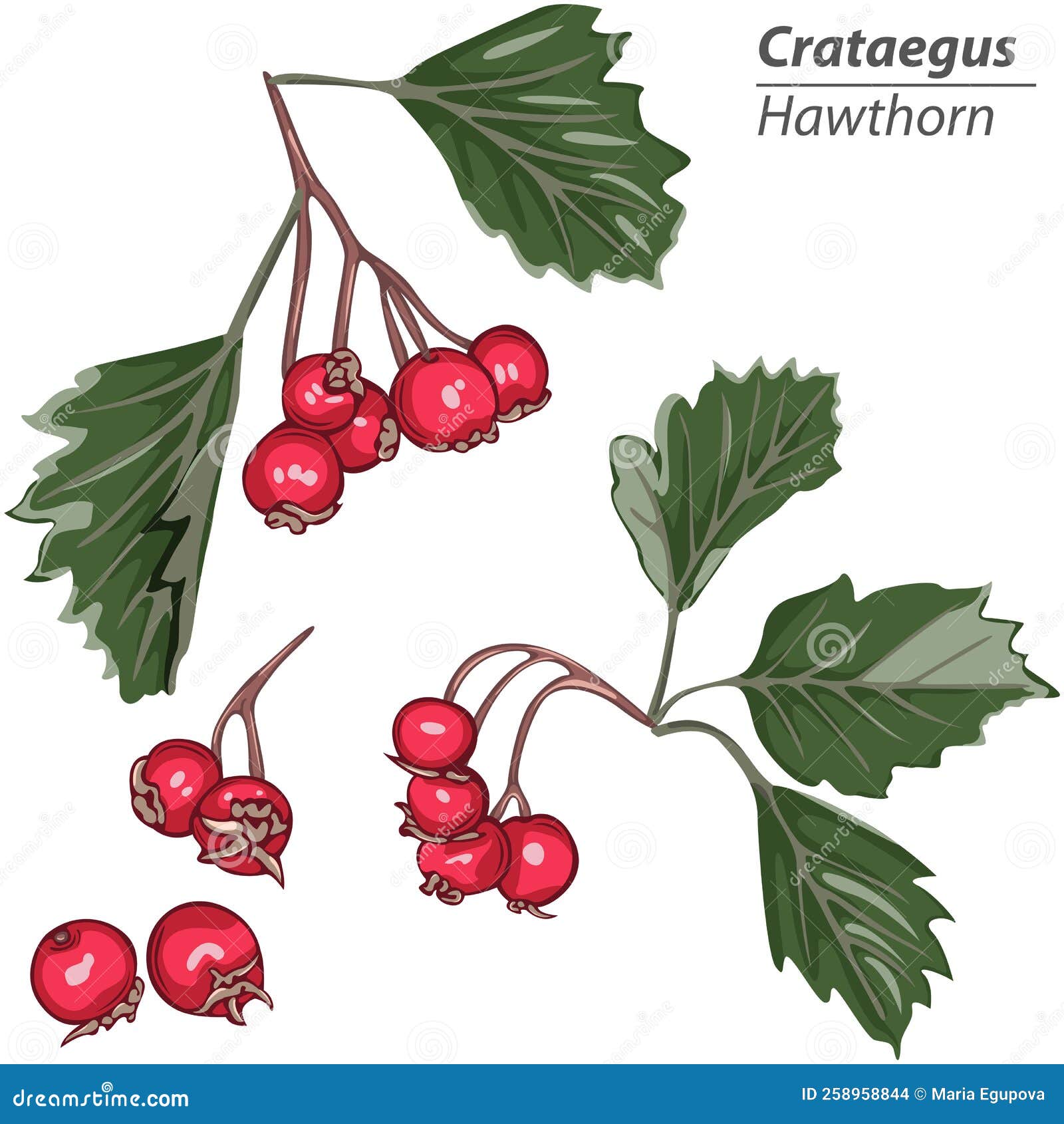 Branches of Hawthorn stock vector. Illustration of autumn - 258958844
