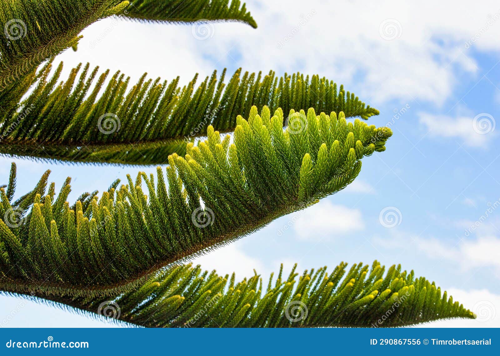 Cook Tree Branches Extending To Help the Healing Process on Maui ...