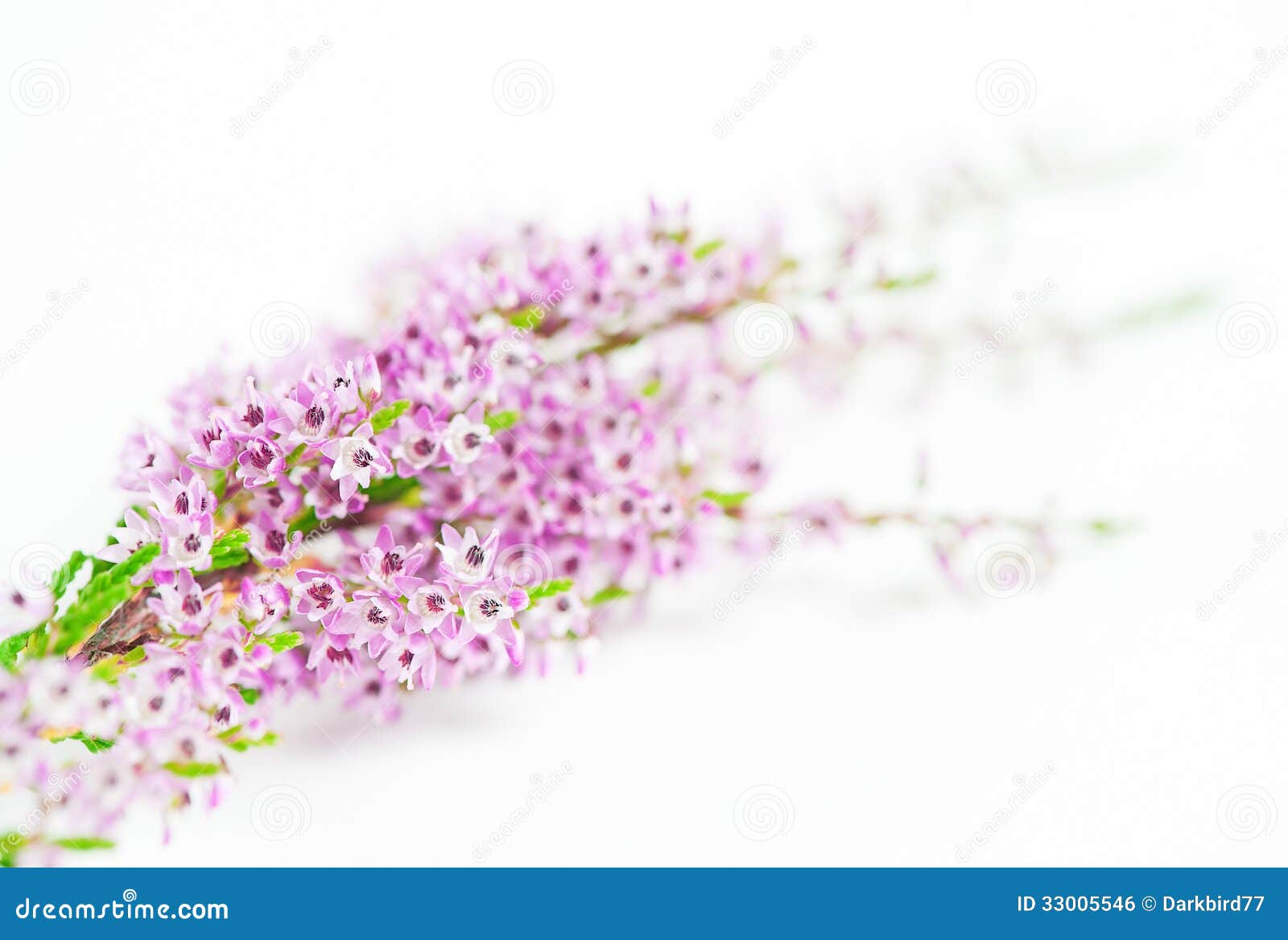Branches of heather stock photo. Image of background - 33005546
