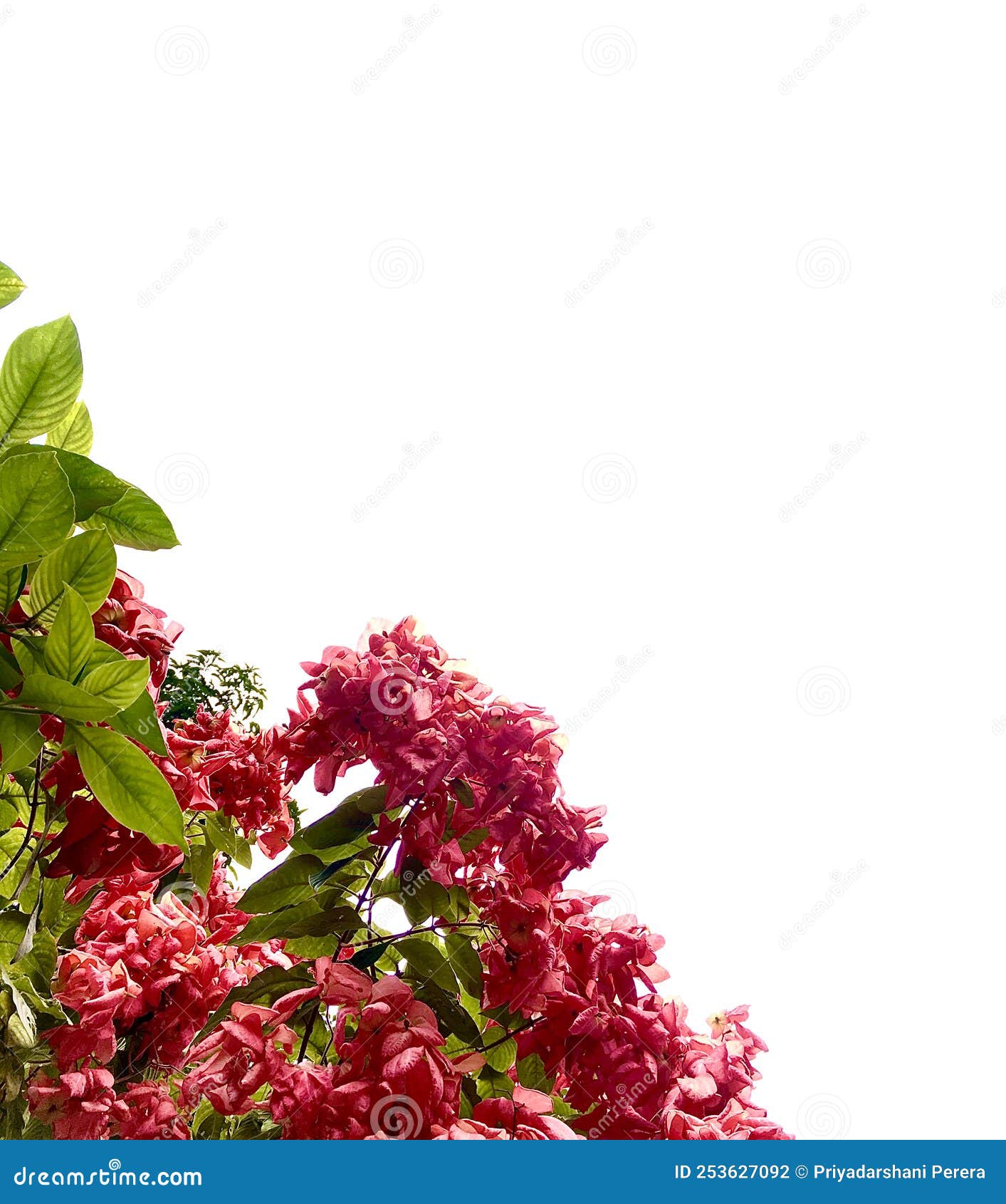 The Branches are Heavy Red Flowers White Sky Red Masunda Stock Photo ...