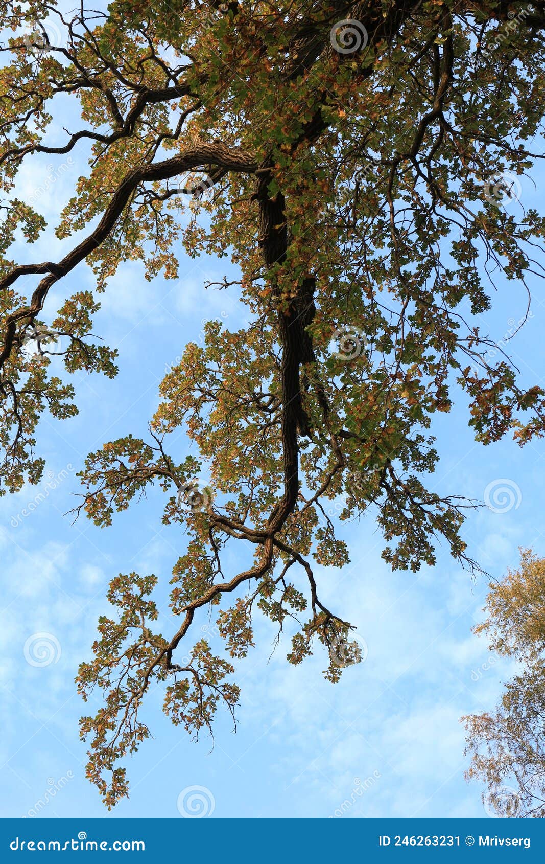 Huge, Sprawling Candelabra Tree, Euphorbia Ingens, At Balboa Park, San ...
