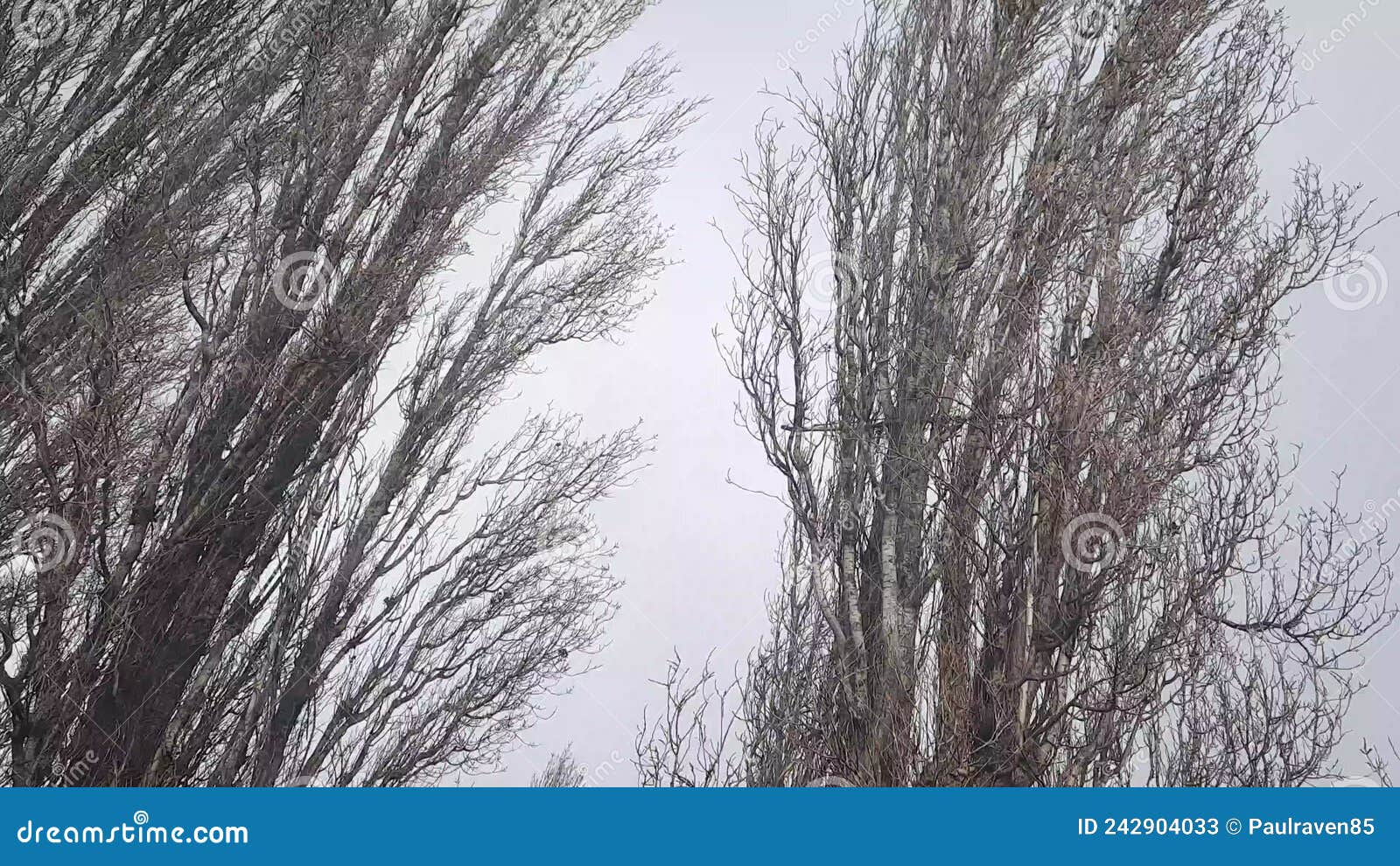The Branches of Huge Trees Sway Strongly from Strong Gusts of Storm ...