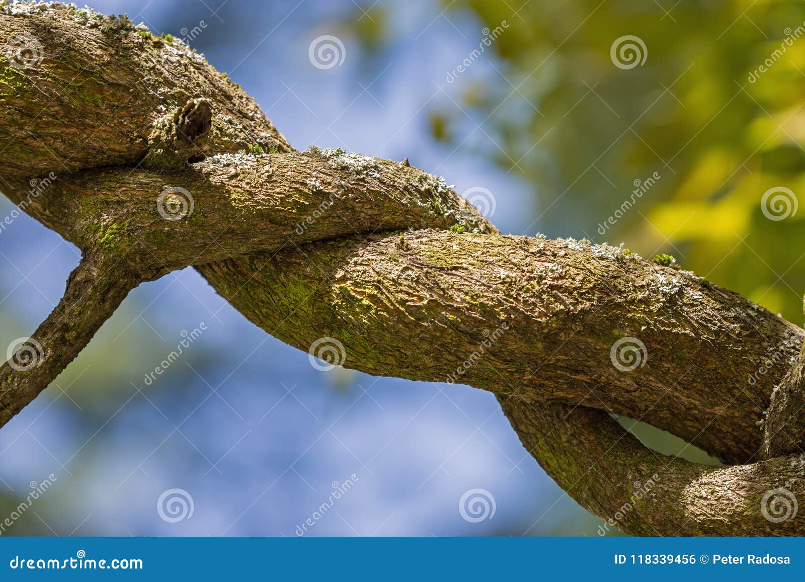 Branches Intertwined with Each Other Stock Photo - Image of beauty ...