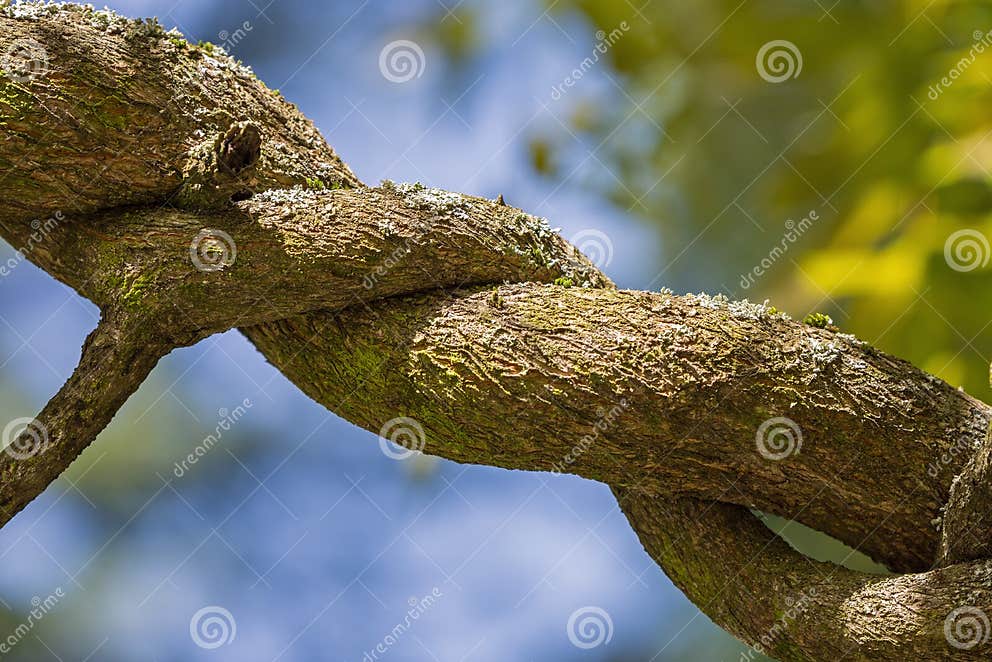 Branches Intertwined with Each Other Stock Photo - Image of beauty ...