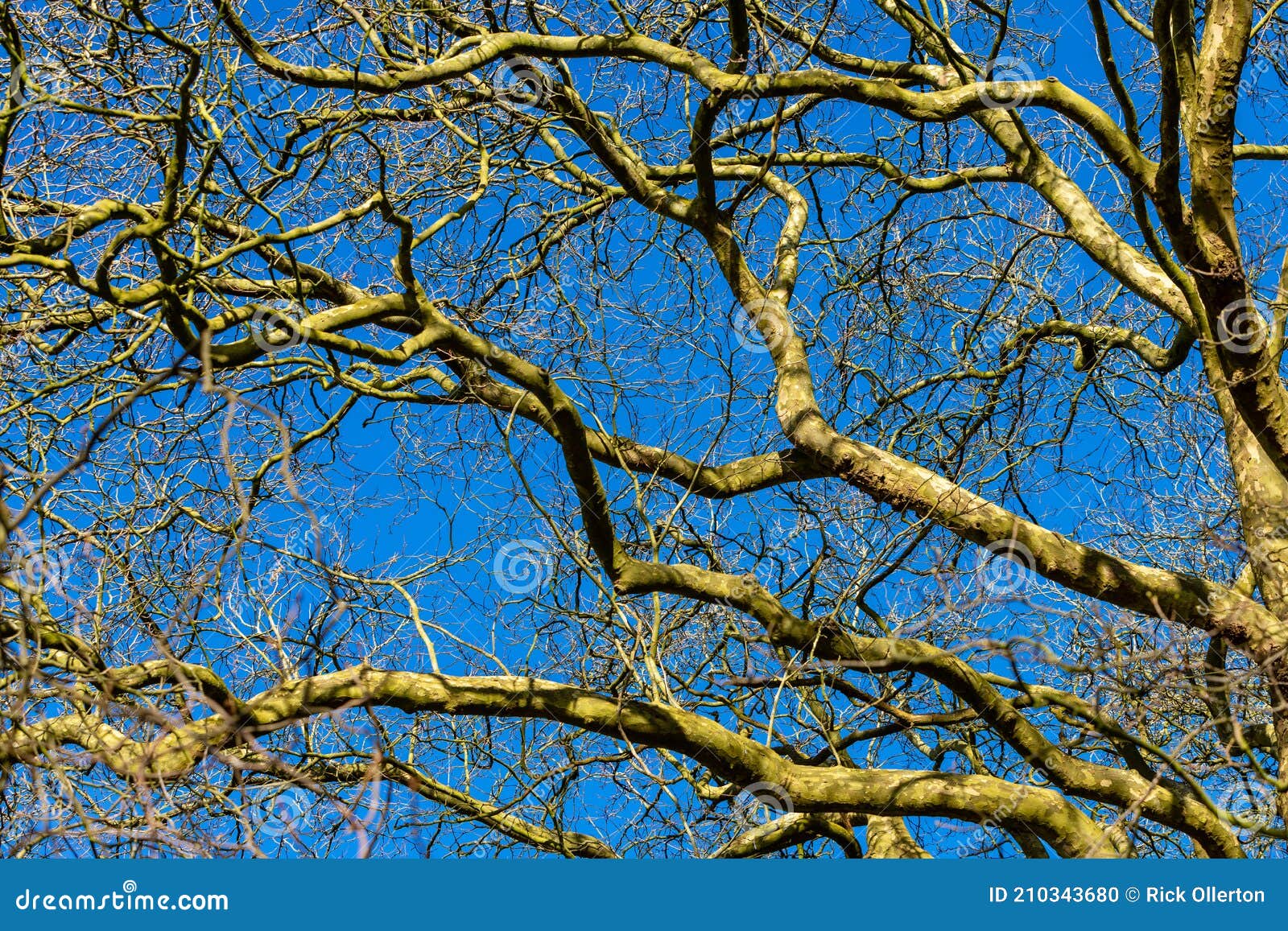 Dry Branches Intertwined Backdrop. Wood Forest Twing Texture Detailed ...