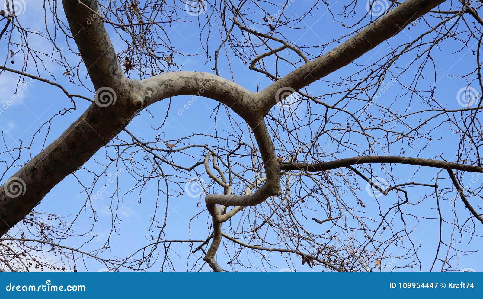 Branches of Intertwined Trees Stock Image - Image of background, color ...