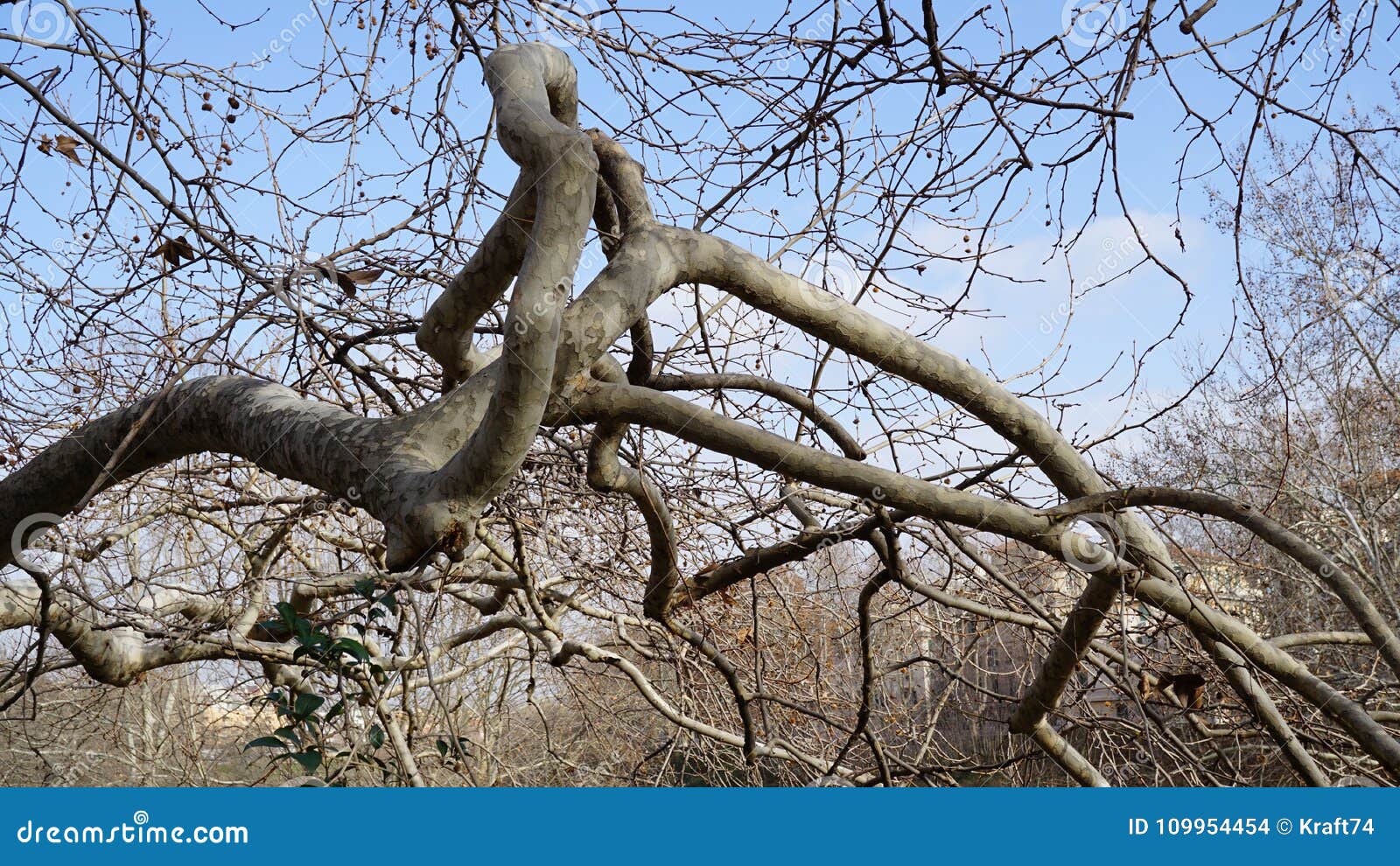 Branches of Intertwined Trees Stock Photo - Image of fresh, macro ...
