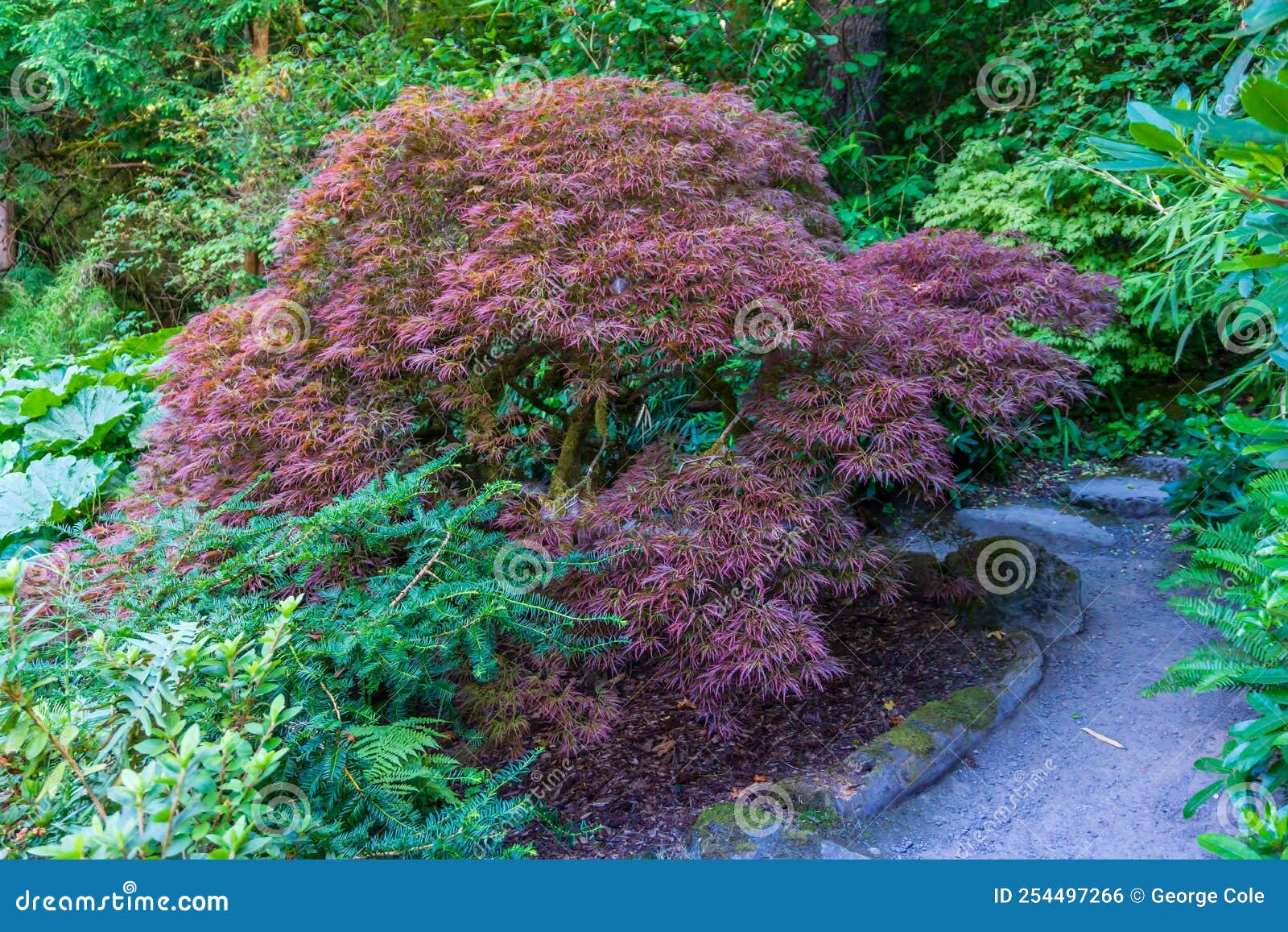 Branches Japanese Maple 2 stock photo. Image of garden - 254497266
