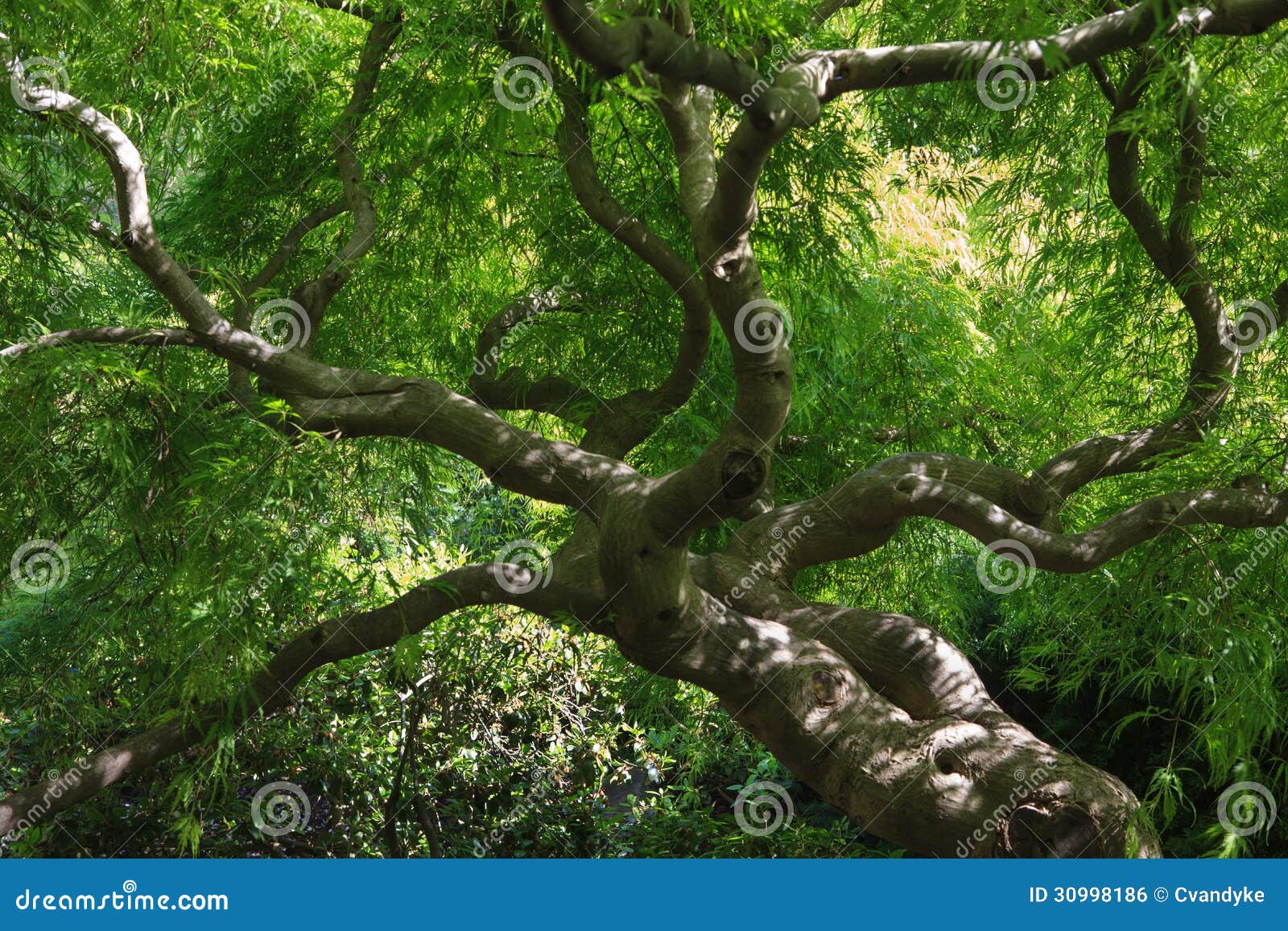 Branches of a Japanese Maple Tree Stock Photo - Image of branches ...