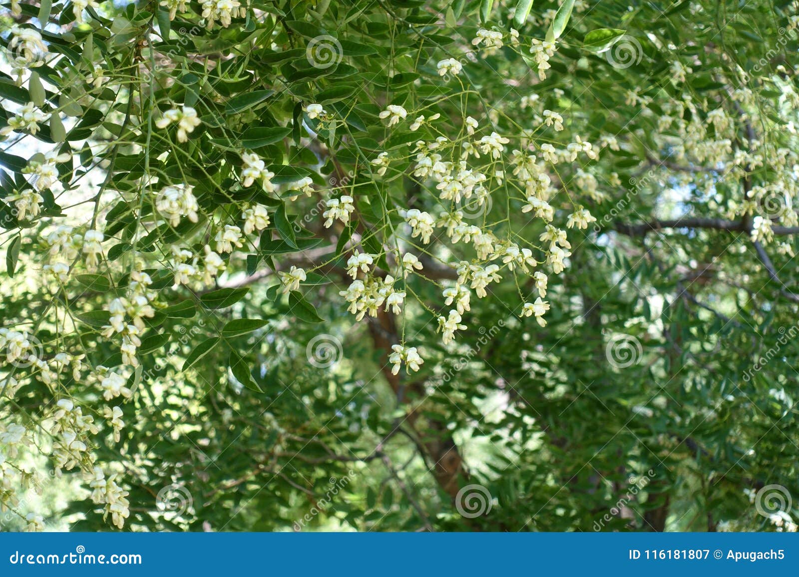 Branches of Japanese Pagoda-tree in Flower Stock Image - Image of ...