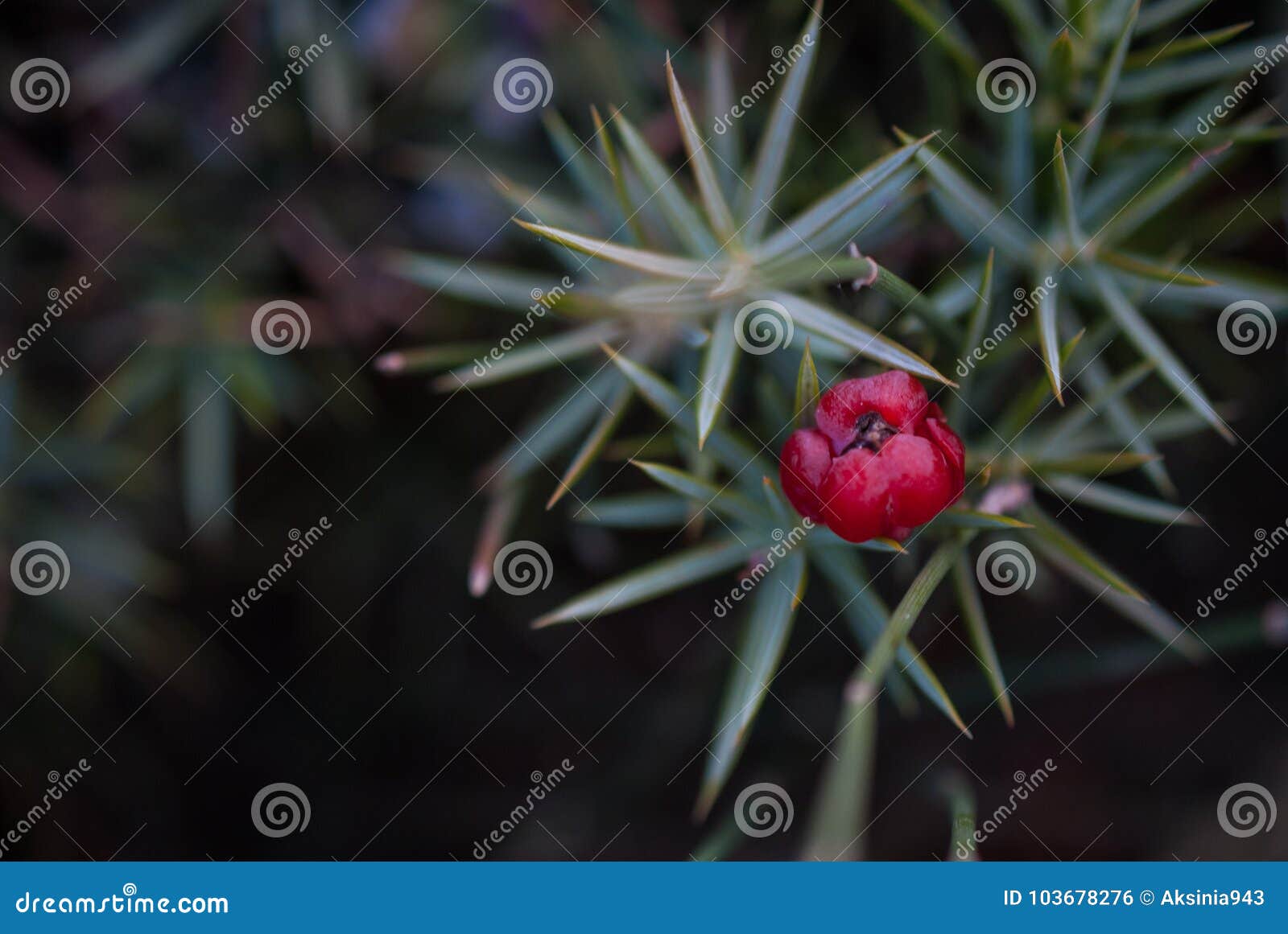 Beautiful Shrub Juniper Grows in Autumn, Spiny Plant, Red Berries Stock ...