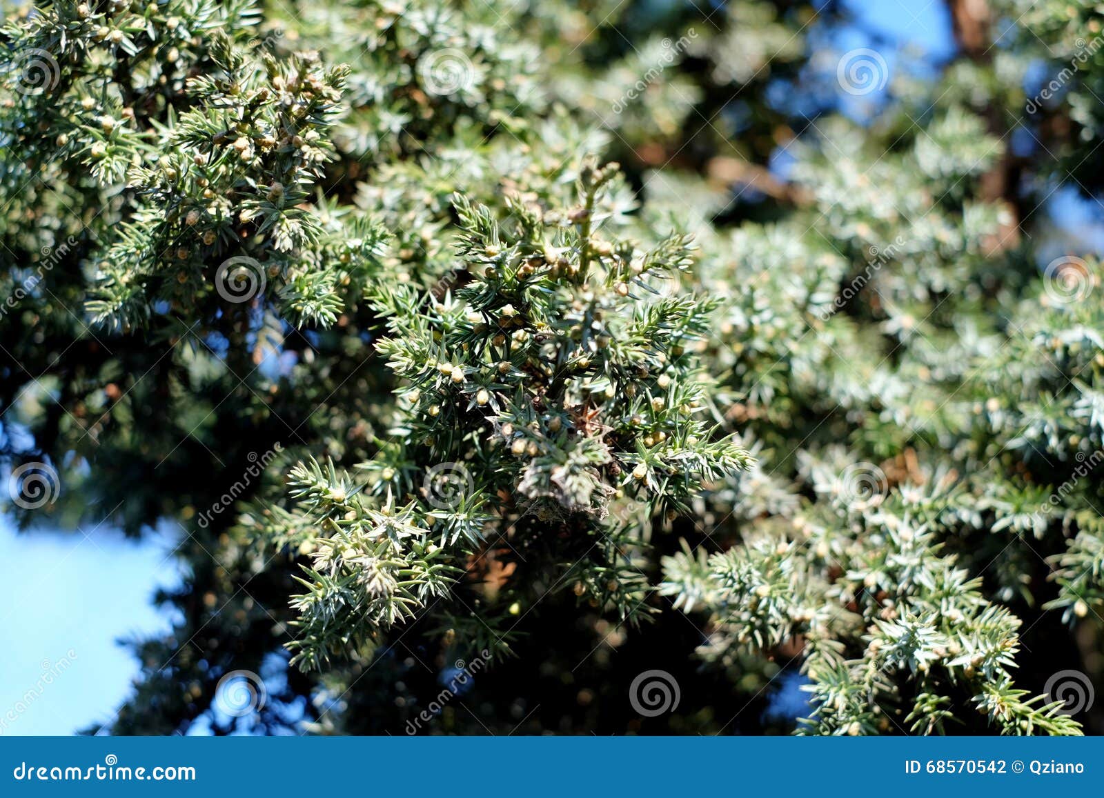 The branches of a juniper stock photo. Image of green - 68570542