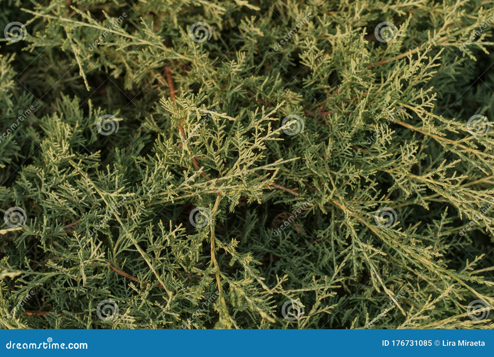 Branches of Juniper Cossack Juniperus Sabina Mas. Nature Background Stock Image - Image of ...