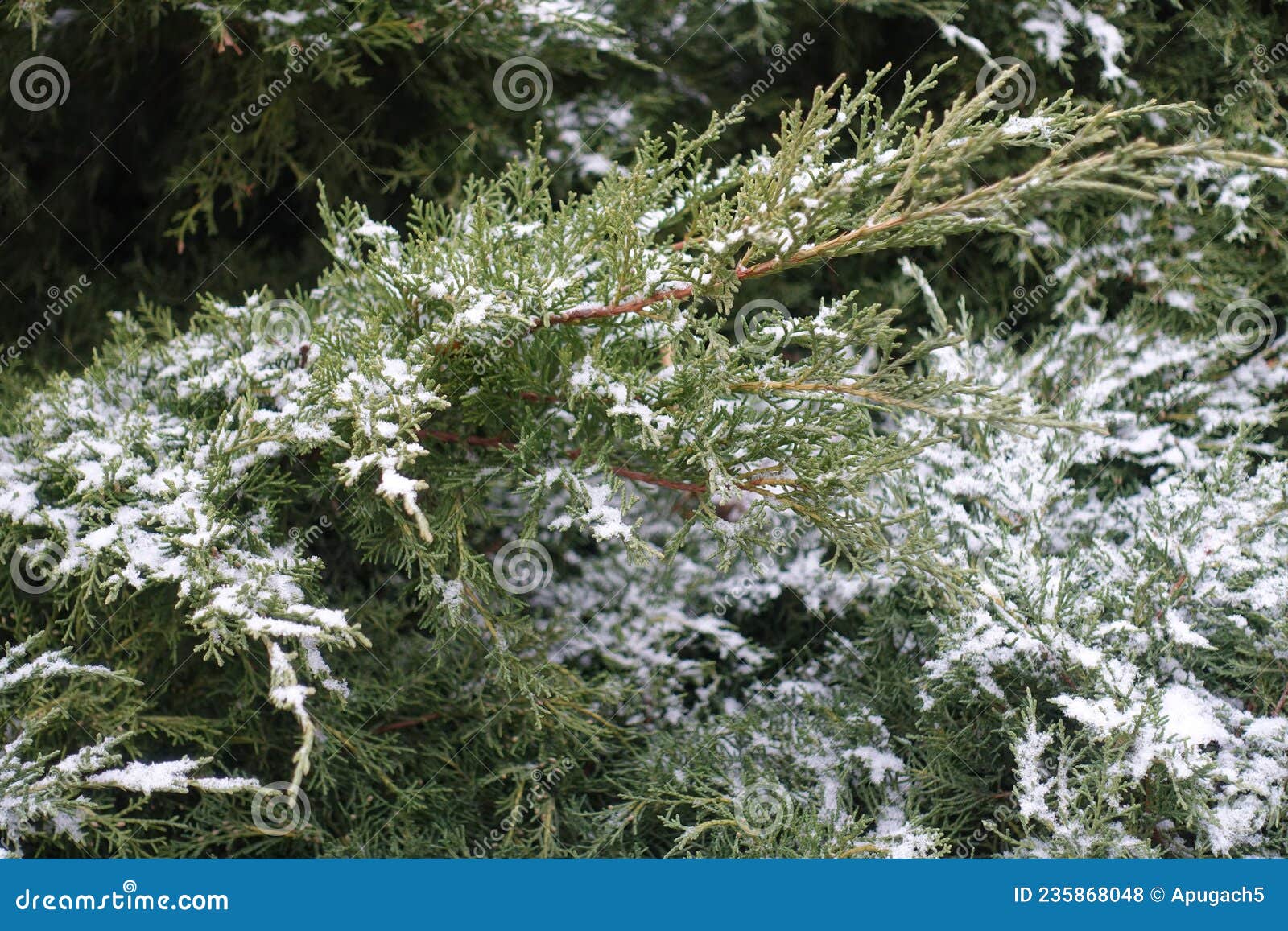 Branches of Juniper with Immature Male Cones Covered with Snow in ...