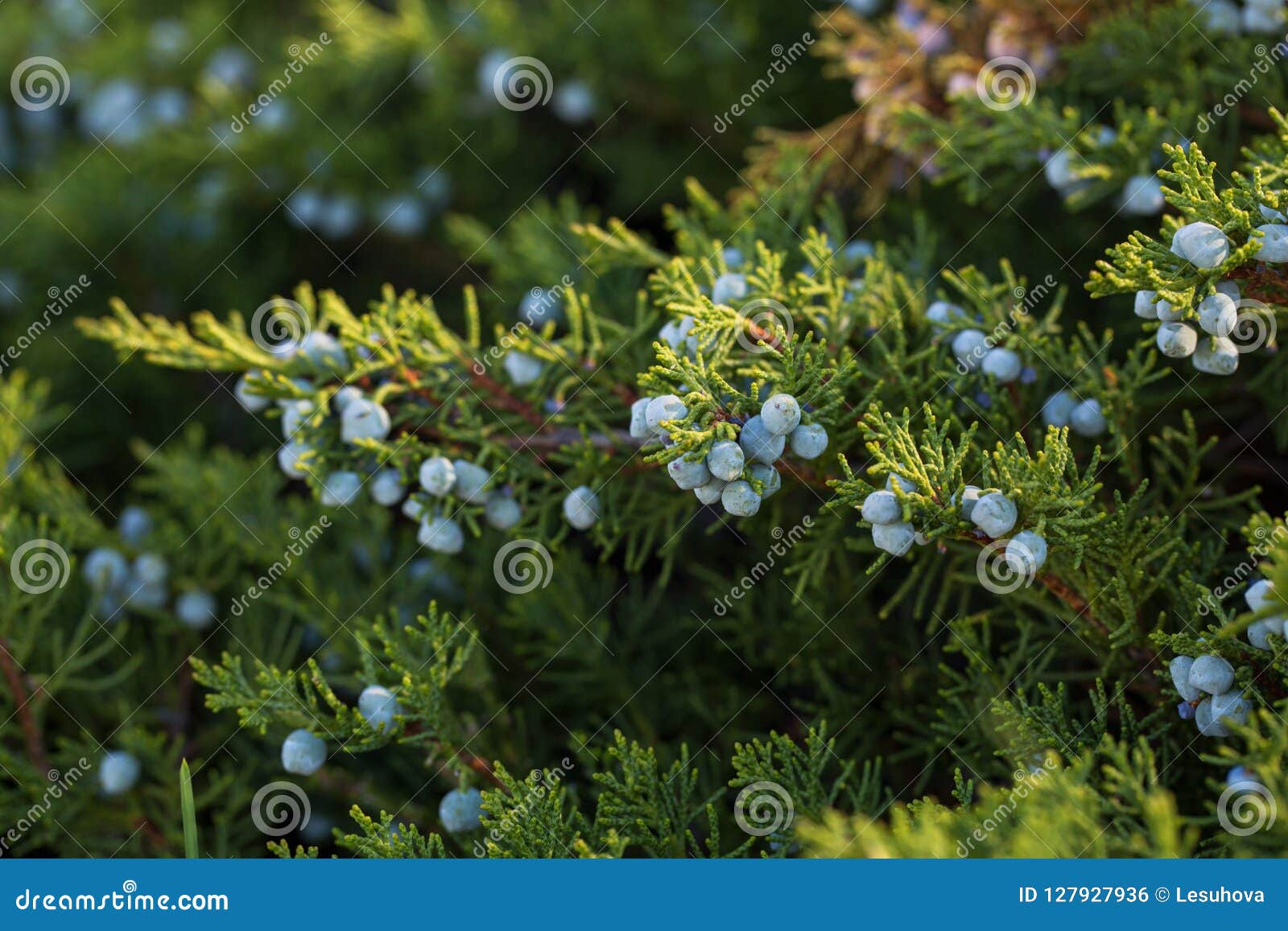 Branches of juniper stock photo. Image of herb, food - 127927936
