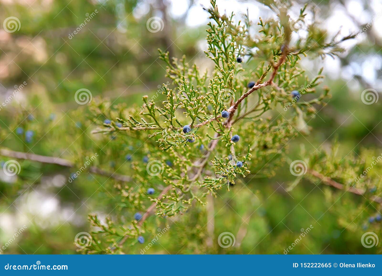 Branches of juniper shrub stock image. Image of beautiful - 152222665